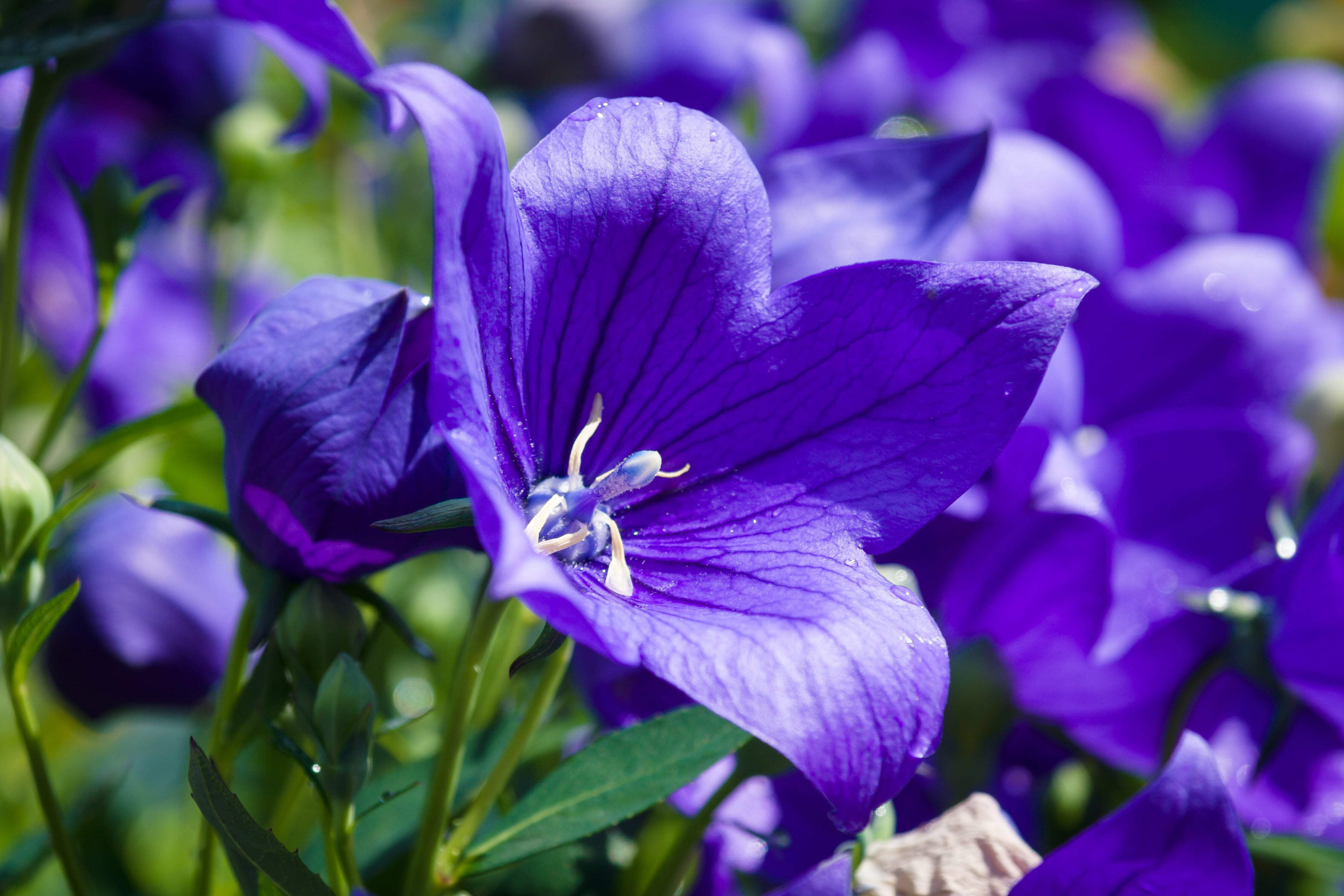 Seedville 500 Peach-Leafed Bellflower Telham Beauty Flower Seeds ...