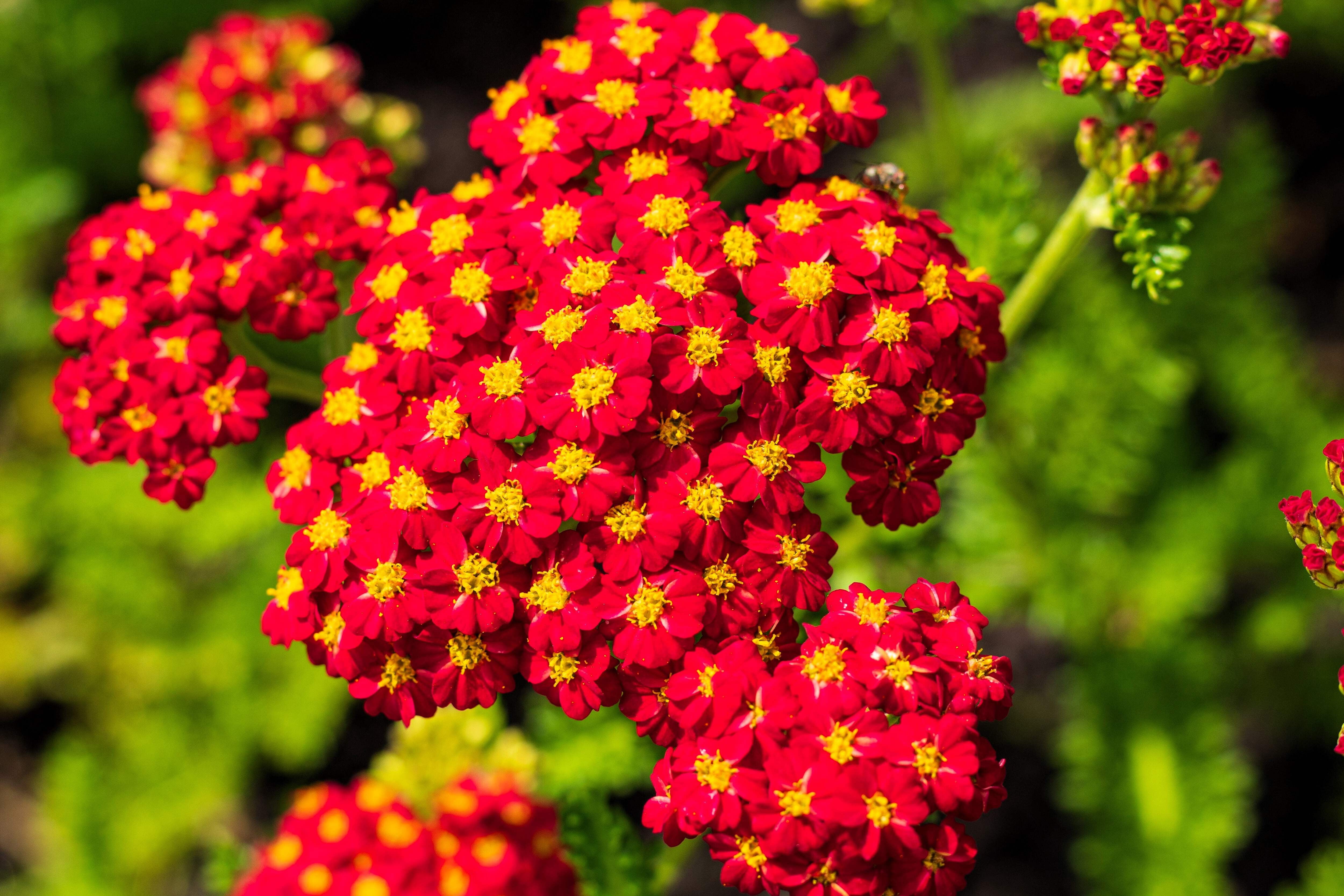Seedville 600 Red Yarrow Achillea Millefolium Rubra Plant Seeds ...