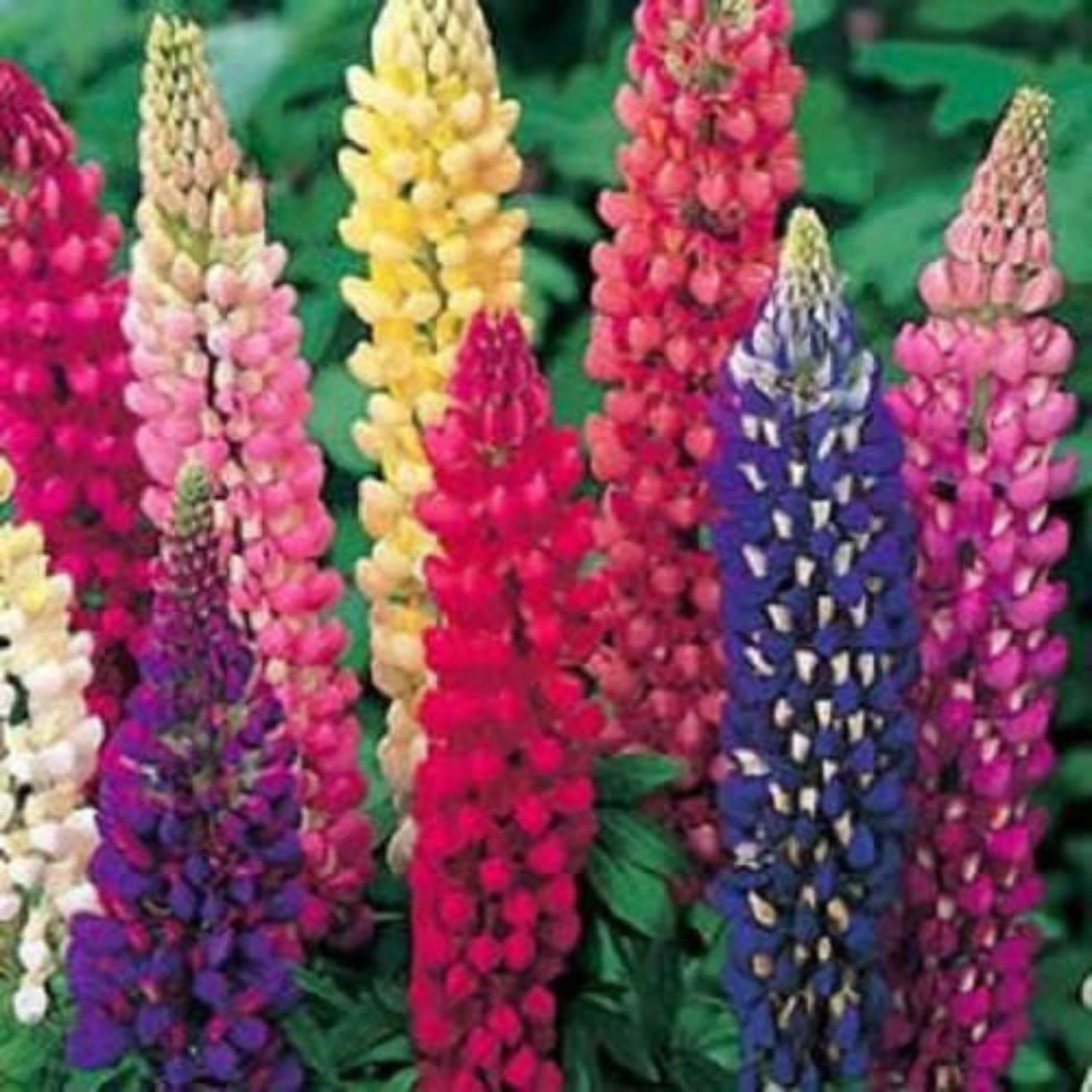 RUSSELL LUPINE 75 Mixed Colors - Lupinus Polyphyllus Flower Seeds ...