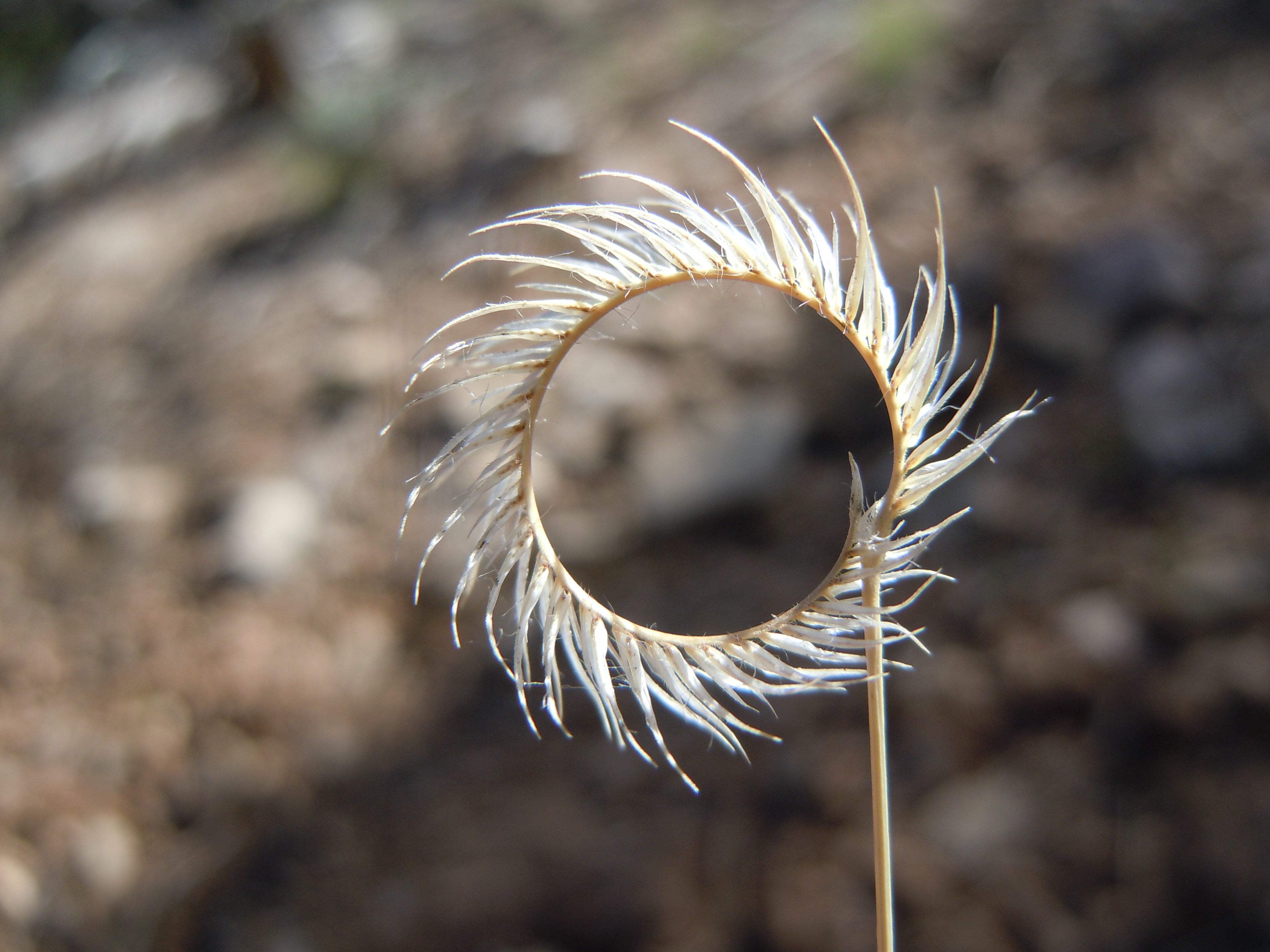 1000 BLUE GRAMA GRASS Gramma Bouteloua Gracilis Flower Mosquito Grass ...