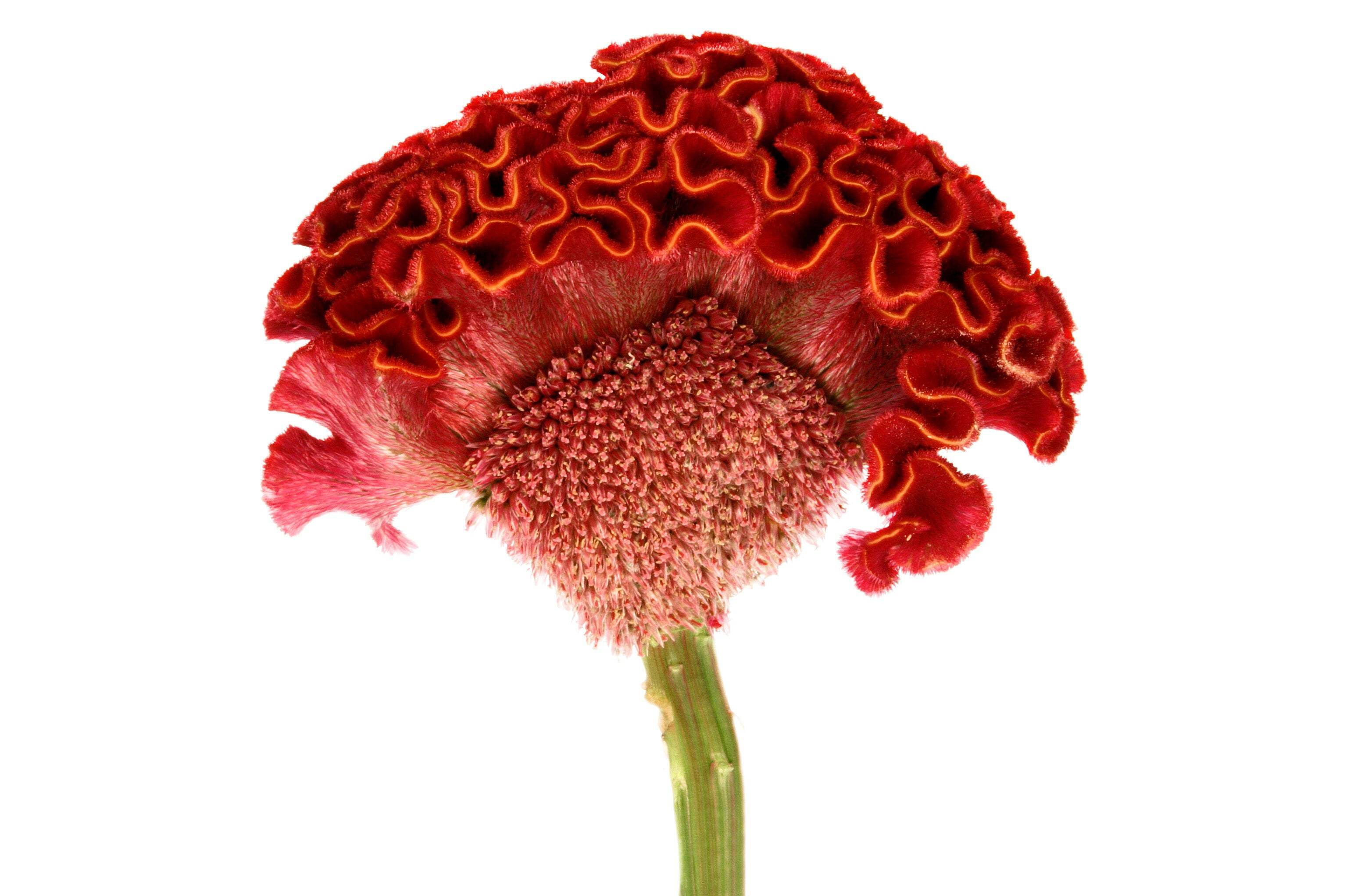 Seedville Coral 100 Coral Gardens Mix Celosia Cockscomb Flower Seeds ...