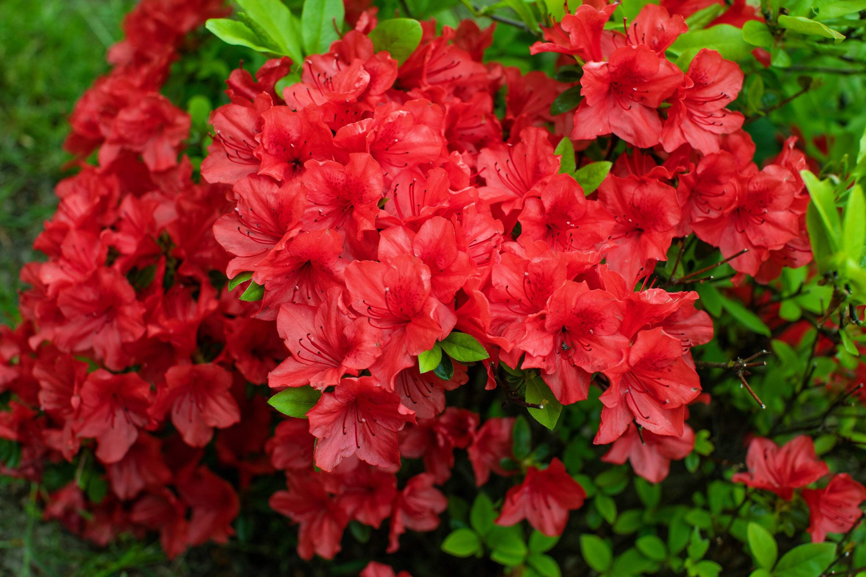 Seedville Cumberland Azalea 10 Red Flower Seeds, Late Blooming ...