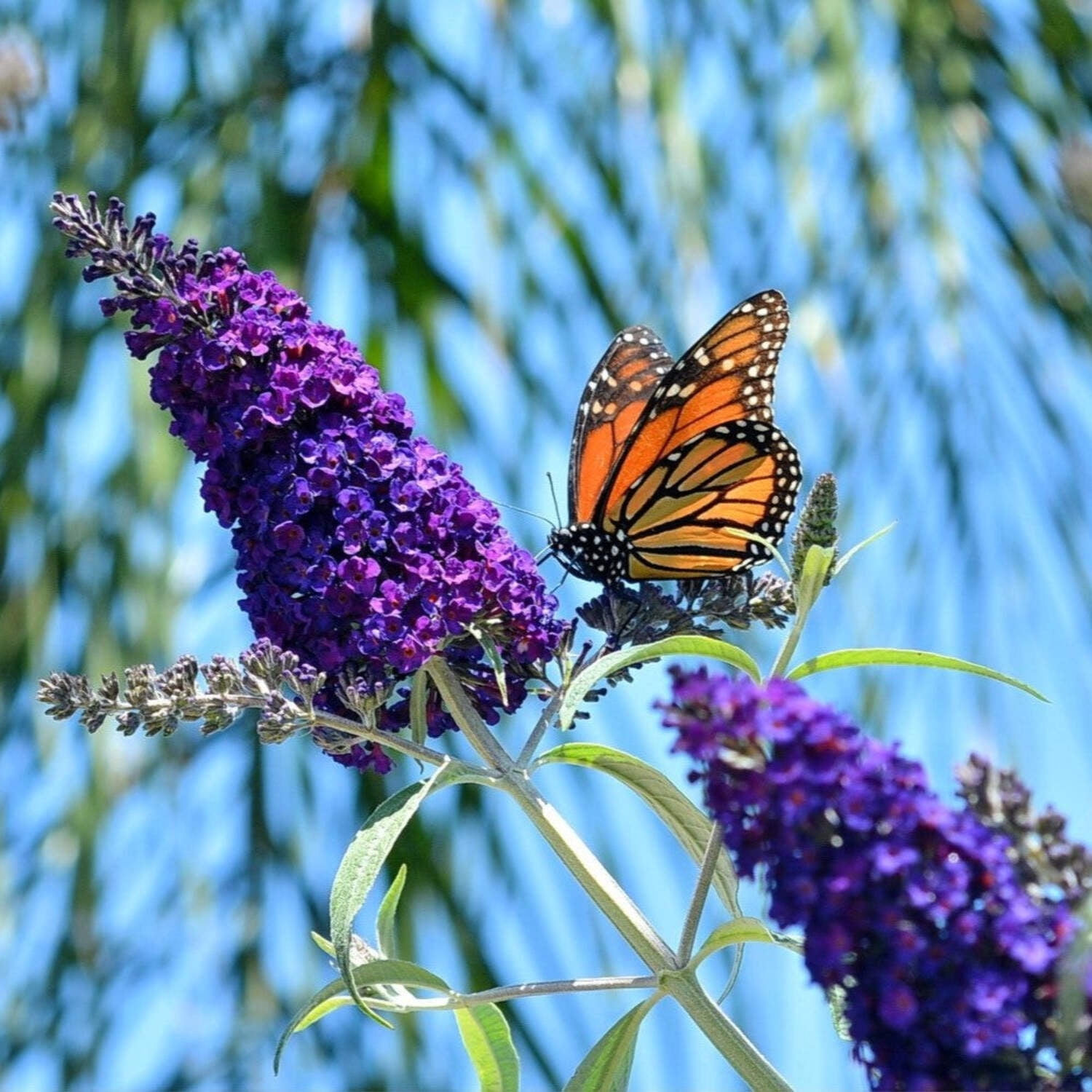 Seedville Dark Purple Butterfly Bush 50 Seeds Flower Seeds, Fragrant ...