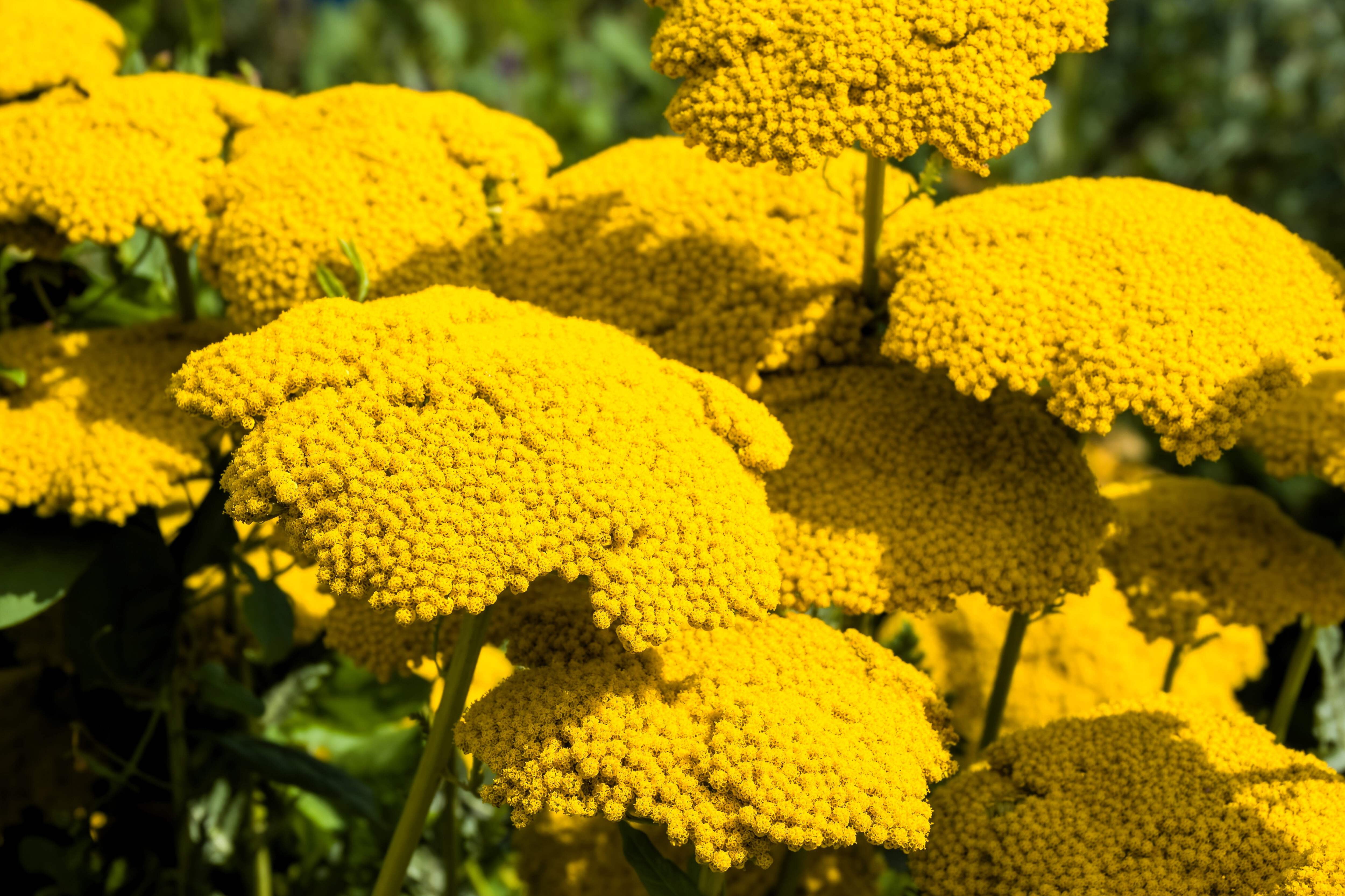 Seedville Gold Yarrow 250 Achillea Millefolium Flower Seeds - Walmart.com