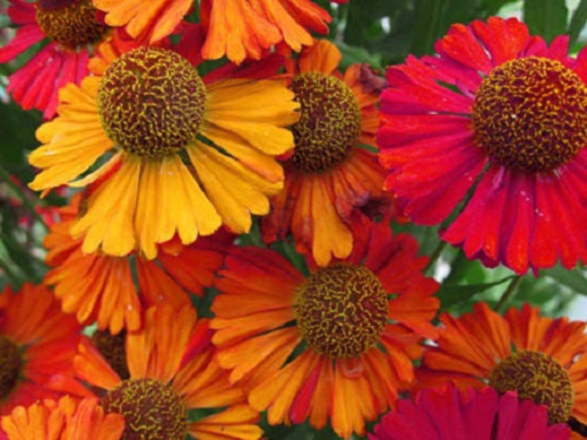 Seedville Helenium 'Autumn Leaves' Mix Plant Seeds - Walmart.com