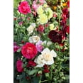 50 Dwarf Double Majorette Mix Hollyhock Alcea Rosea Flower Seeds - Red ...