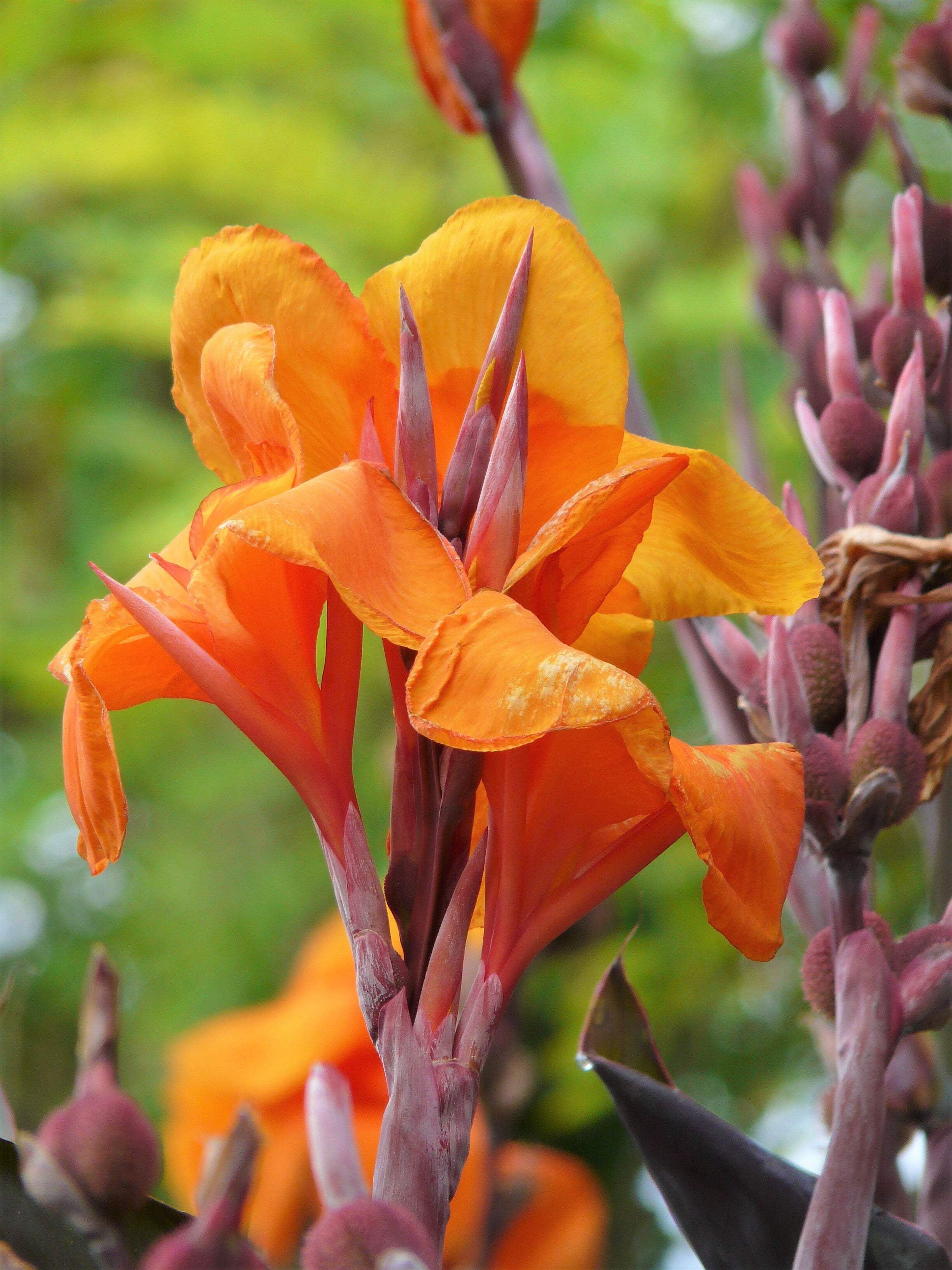 Seedville Orange Canna Lily 5 Flower Seeds - Walmart.com