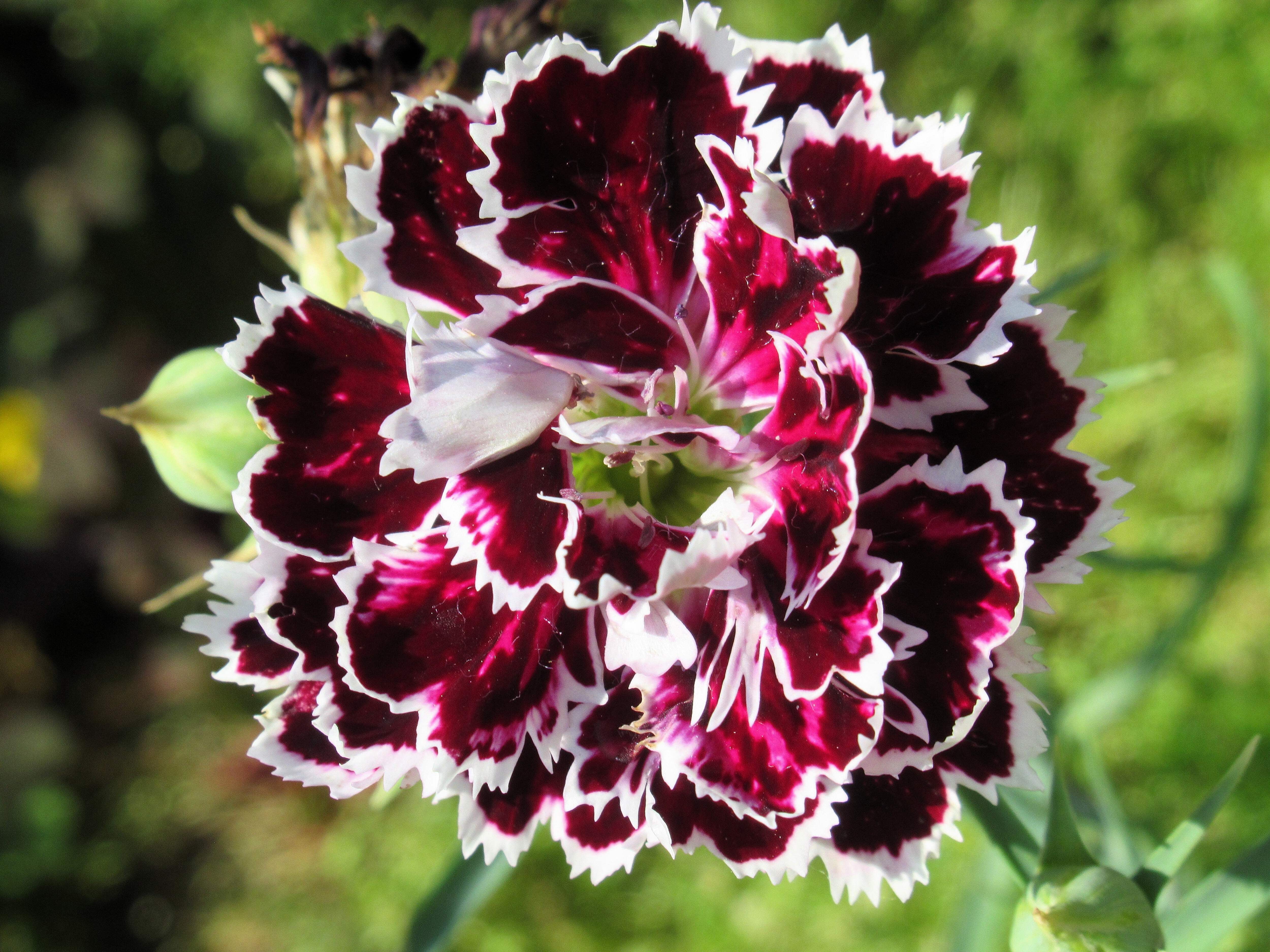 Seedville Velvet ‘N Lace Dianthus 50 Dianthus Plumarius Plant Seeds ...