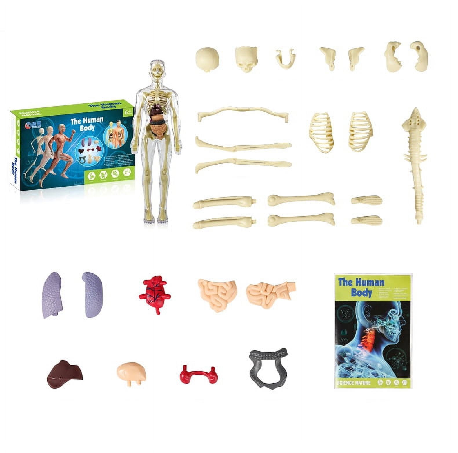 Seekfunning Kids Anatomy Toys Human Body Model, Assembled Human Torso ...