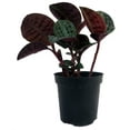 Seersucker Plant - Geogenanthus poeppigii - 4" Pot - Easy House Plant ...