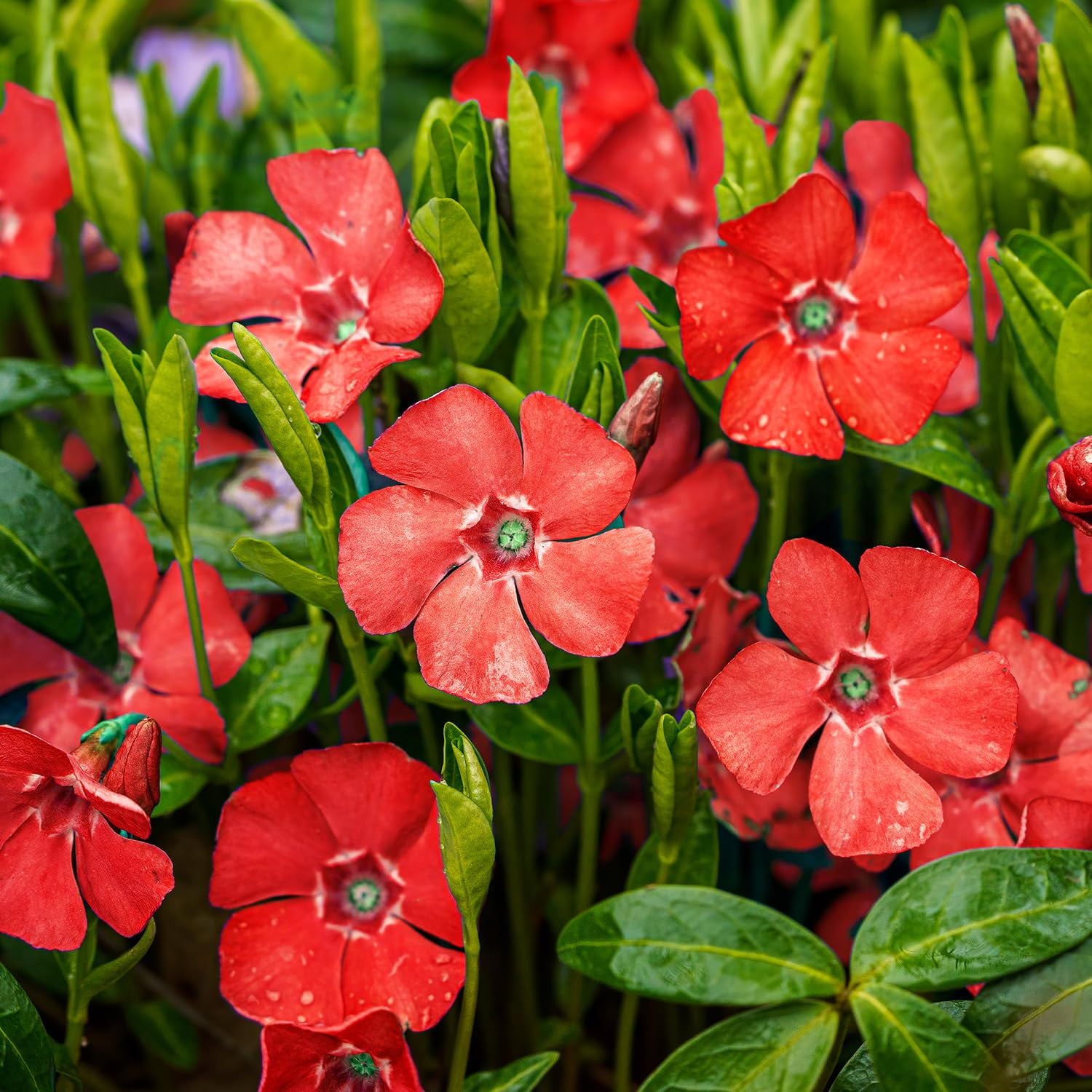 Seflore 1000 Vinca Seeds for Planting, MTN1 Perennail Ground Flower ...