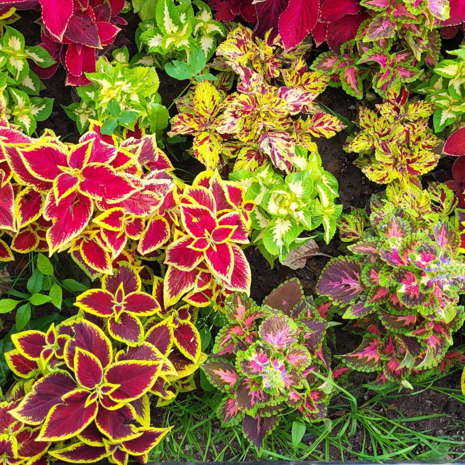 Seflore Coleus Seeds for Planting, 200 BSL1 Flower Seeds to Plant Outside, Non-GMO Heirloom ...