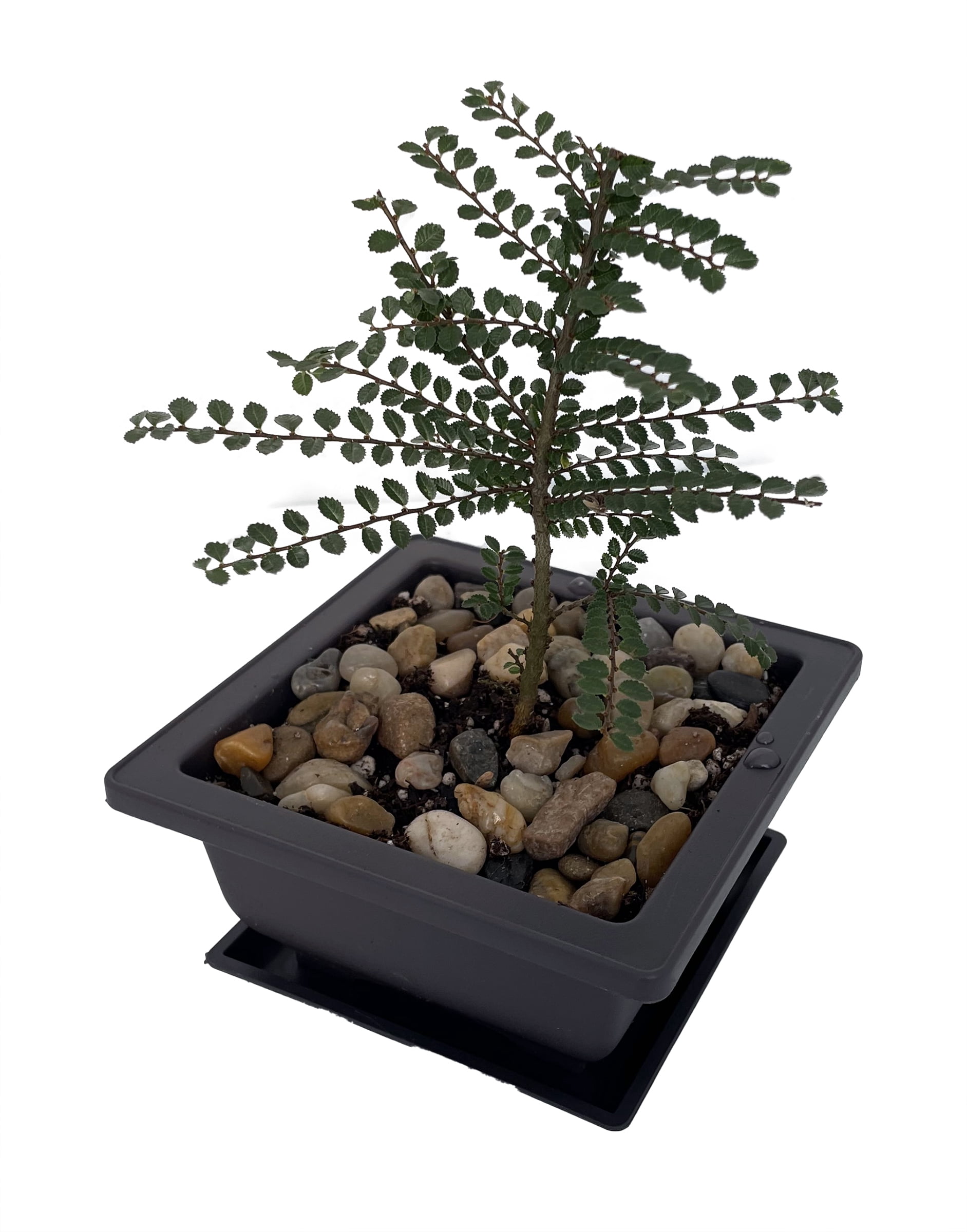 Seiju Dwarf Chinese Elm - Ulmus parvifolia - 4.7" Square Bonsai Pot and ...