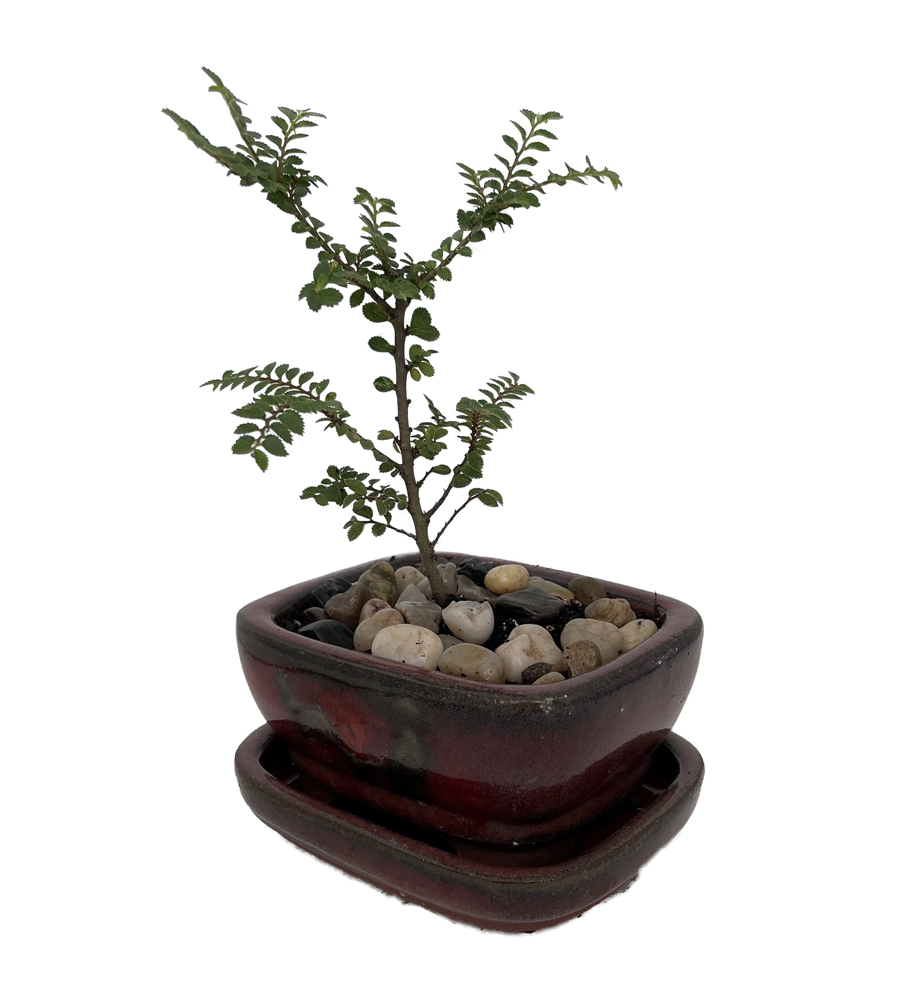 Seiju Dwarf Chinese Elm - Ulmus parvifolia - 4" Ceramic Bonsai Pot ...
