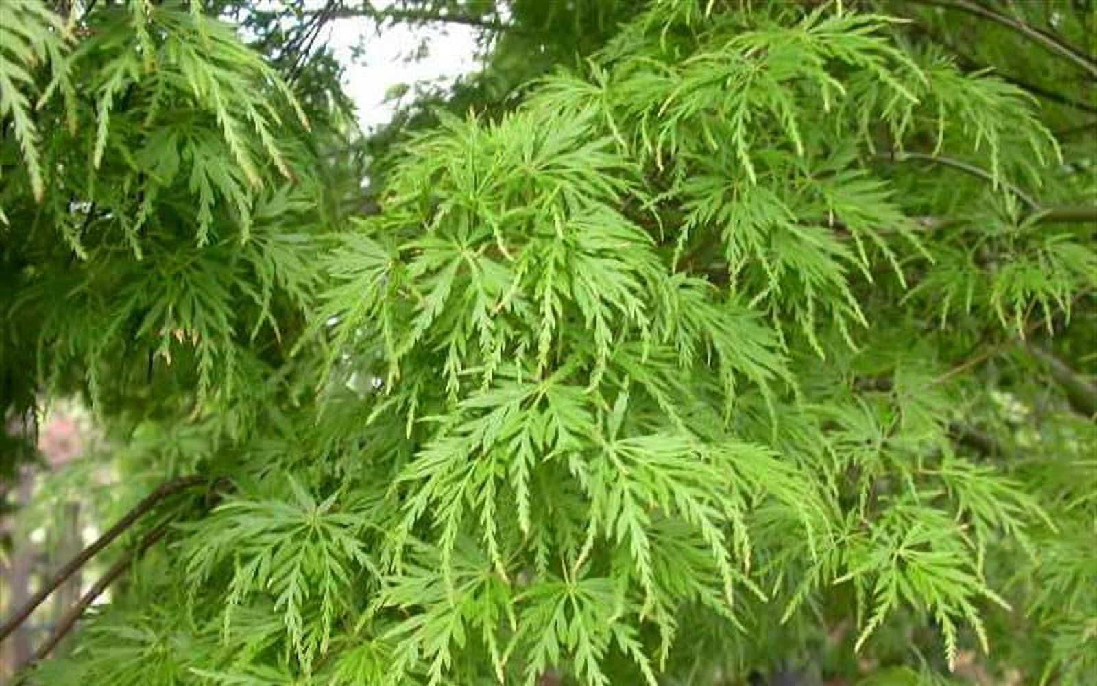 Seiryu Upright Laceleaf Japanese Maple Tree - 2-3 Year Graft - ( TG ...