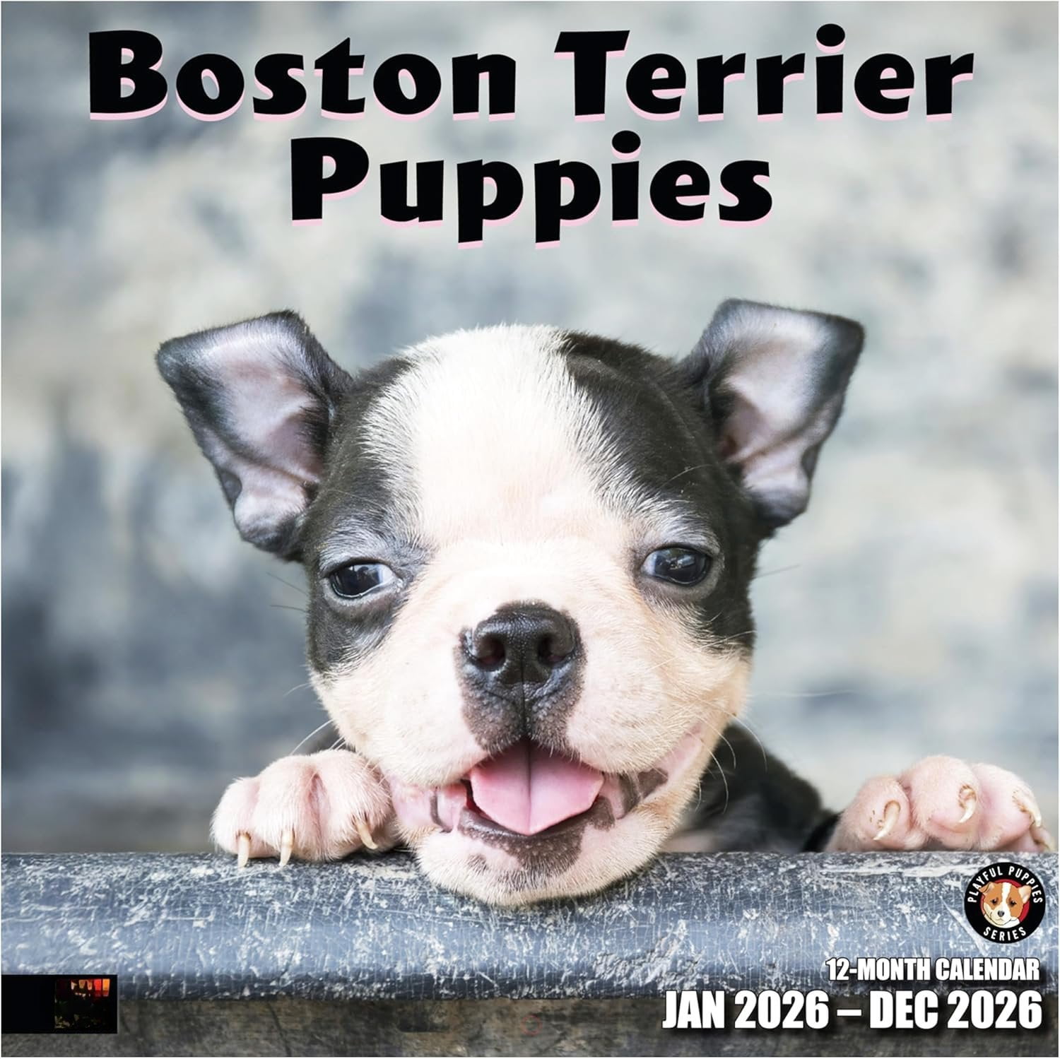 Select - Boston Terrier Puppies 2026 Wall Calendar 12 Month | 12" x 24 ...