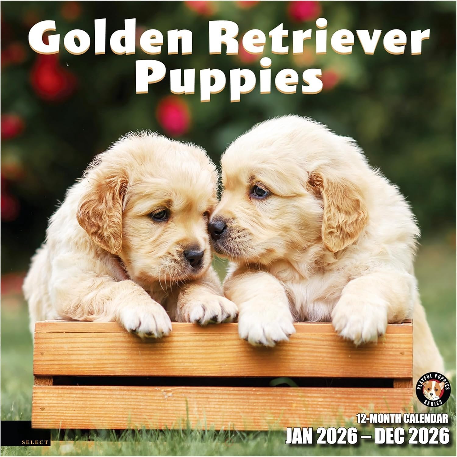 Select - Golden Retriever Puppies 2026 Wall Calendar 12 Month | 12" x ...