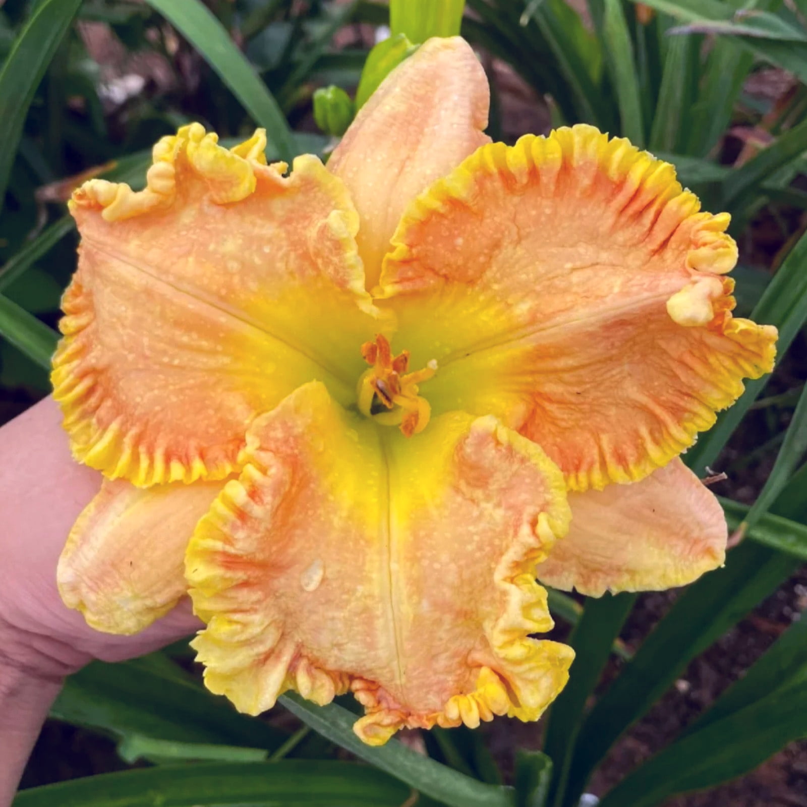 Select high-quality daylily rhizomes, bright colors, lush flowers ...