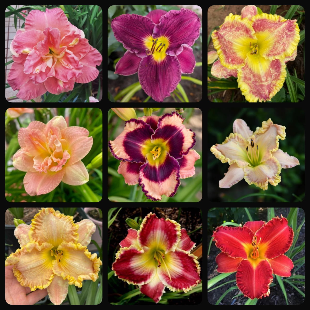 Select high-quality daylily rhizomes, bright colors, lush flowers ...