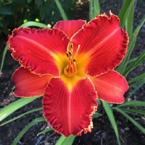 Select high-quality daylily rhizomes, bright colors, lush flowers, simple maintenance of daylily ...