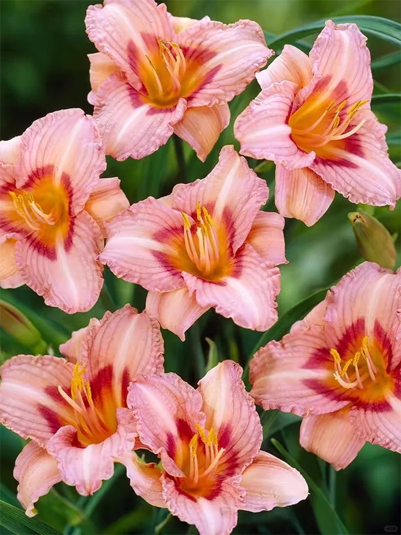 Select high-quality daylily rhizomes, bright colors, lush flowers ...
