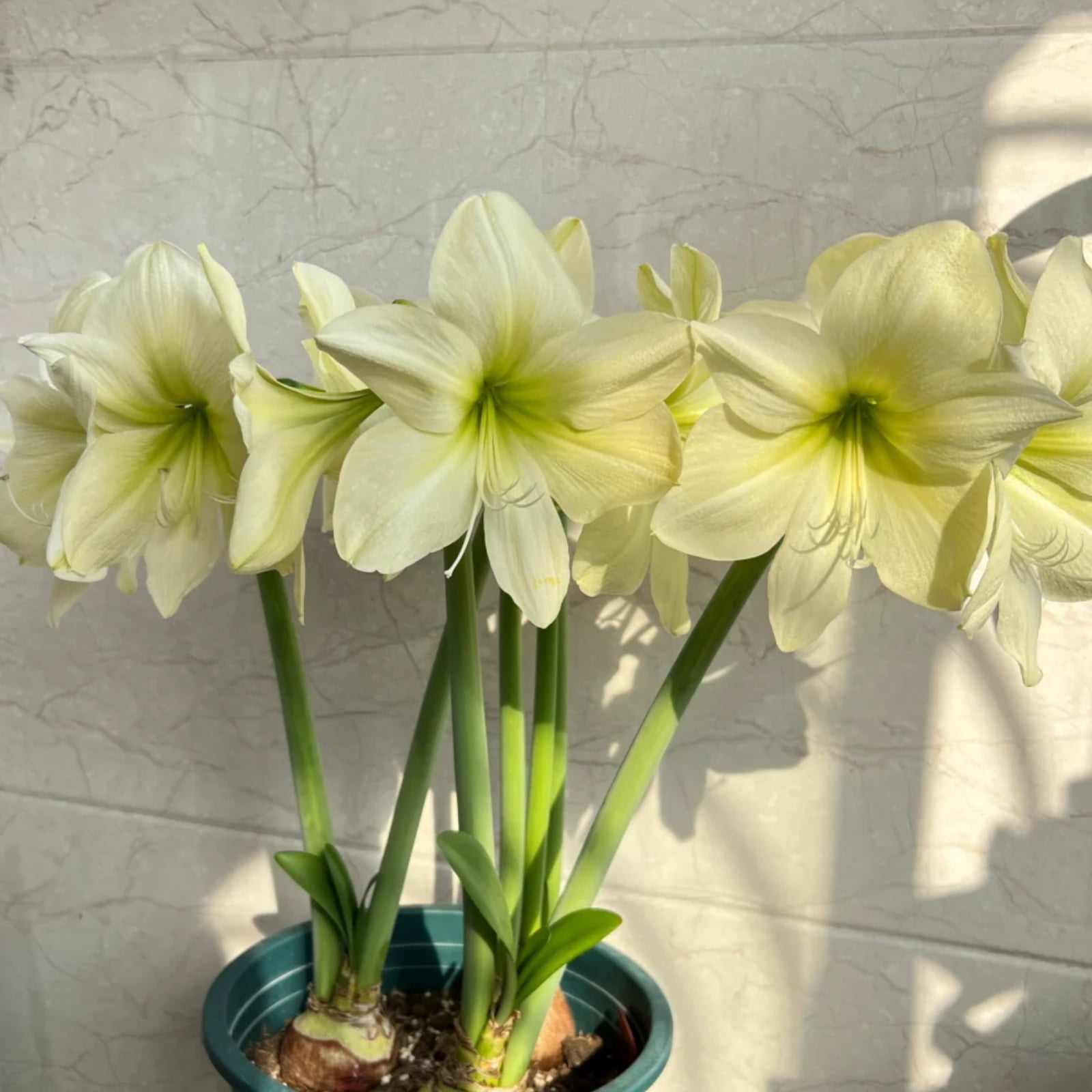 Selected Amaryllis bulbs, beautiful meaning, amazing flower volume, and ...
