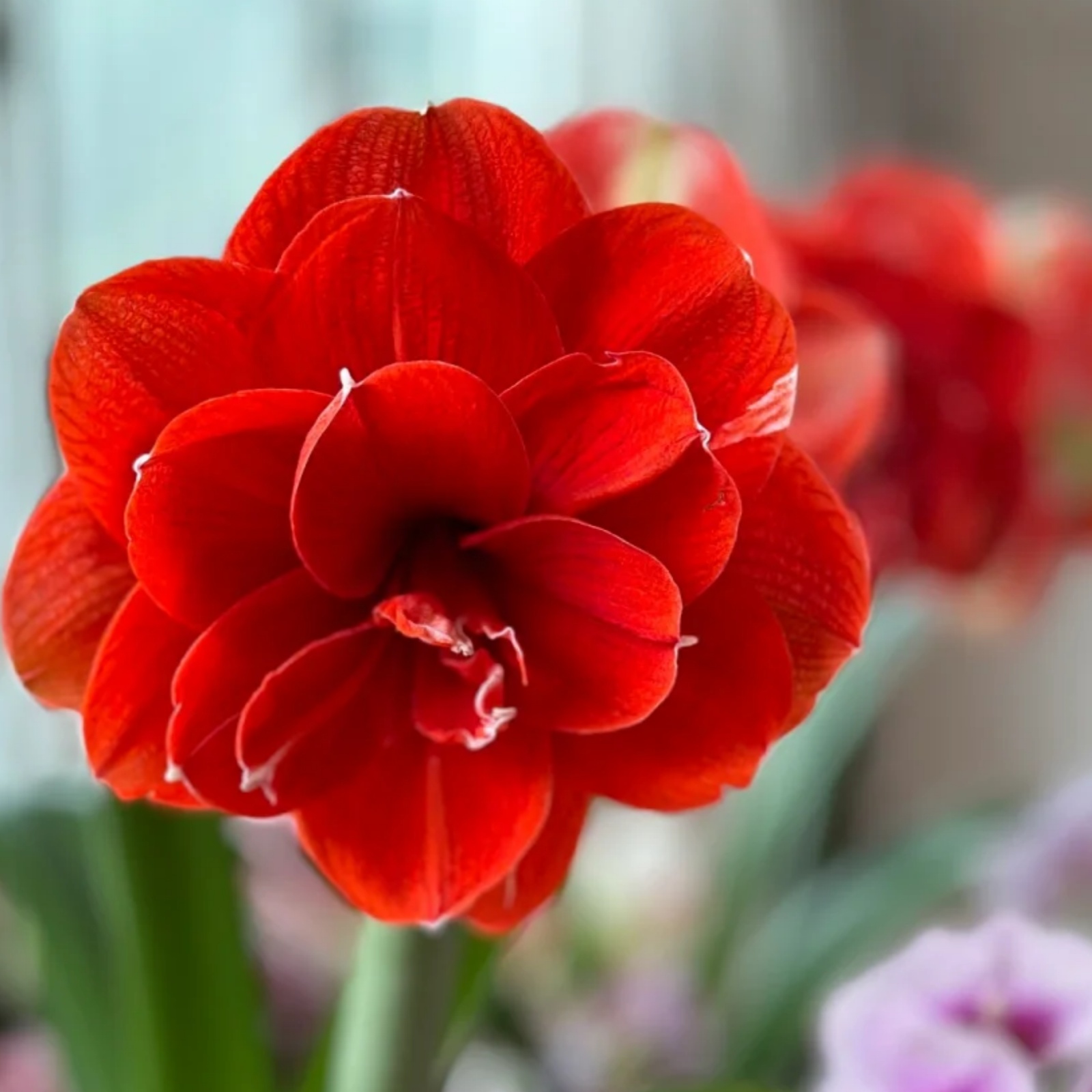 Selected Amaryllis bulbs, beautiful meaning, amazing flower volume, and ...