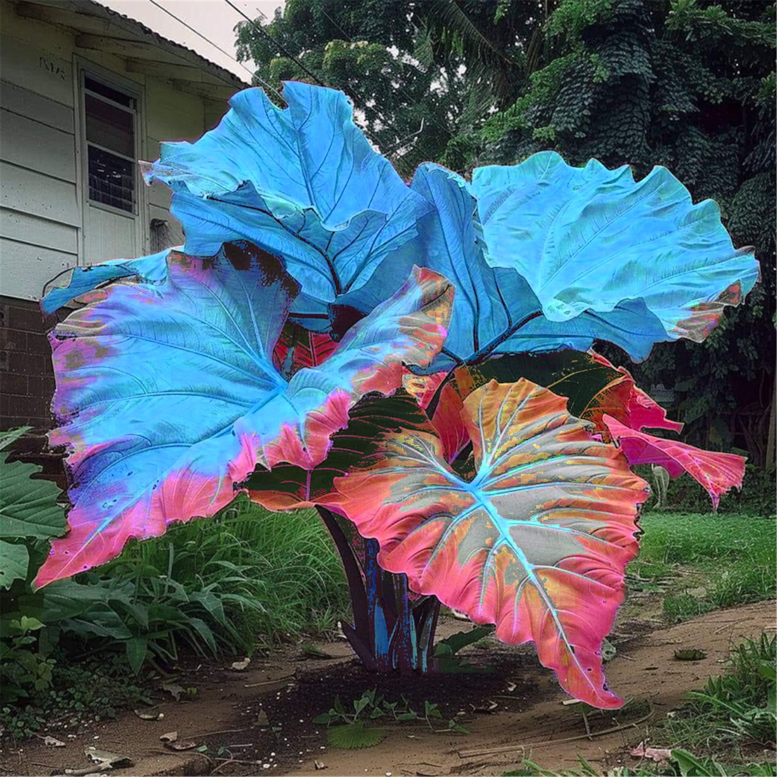 Selected elephant ear bulbs,Large perennial garden decoration with ...