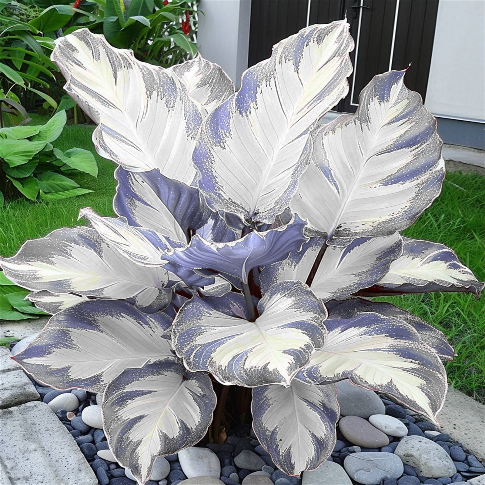 Selected elephant ear bulbs,Large perennial garden decoration with ...