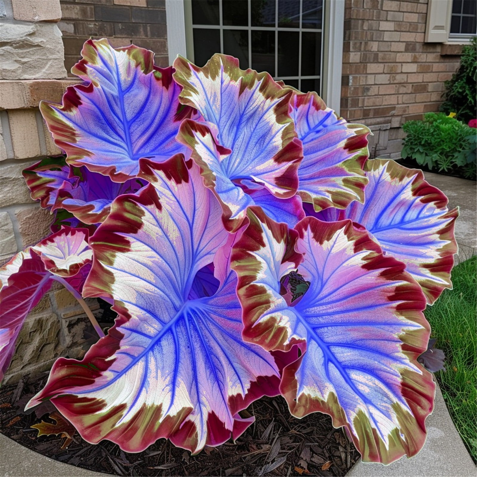 Selected elephant ear bulbs, perennial garden decoration, rich colors ...