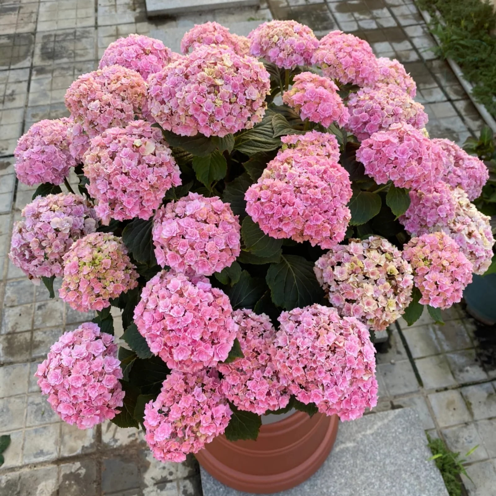 Selected large-flowered hydrangea bulbs, perennial flowers, garden ...