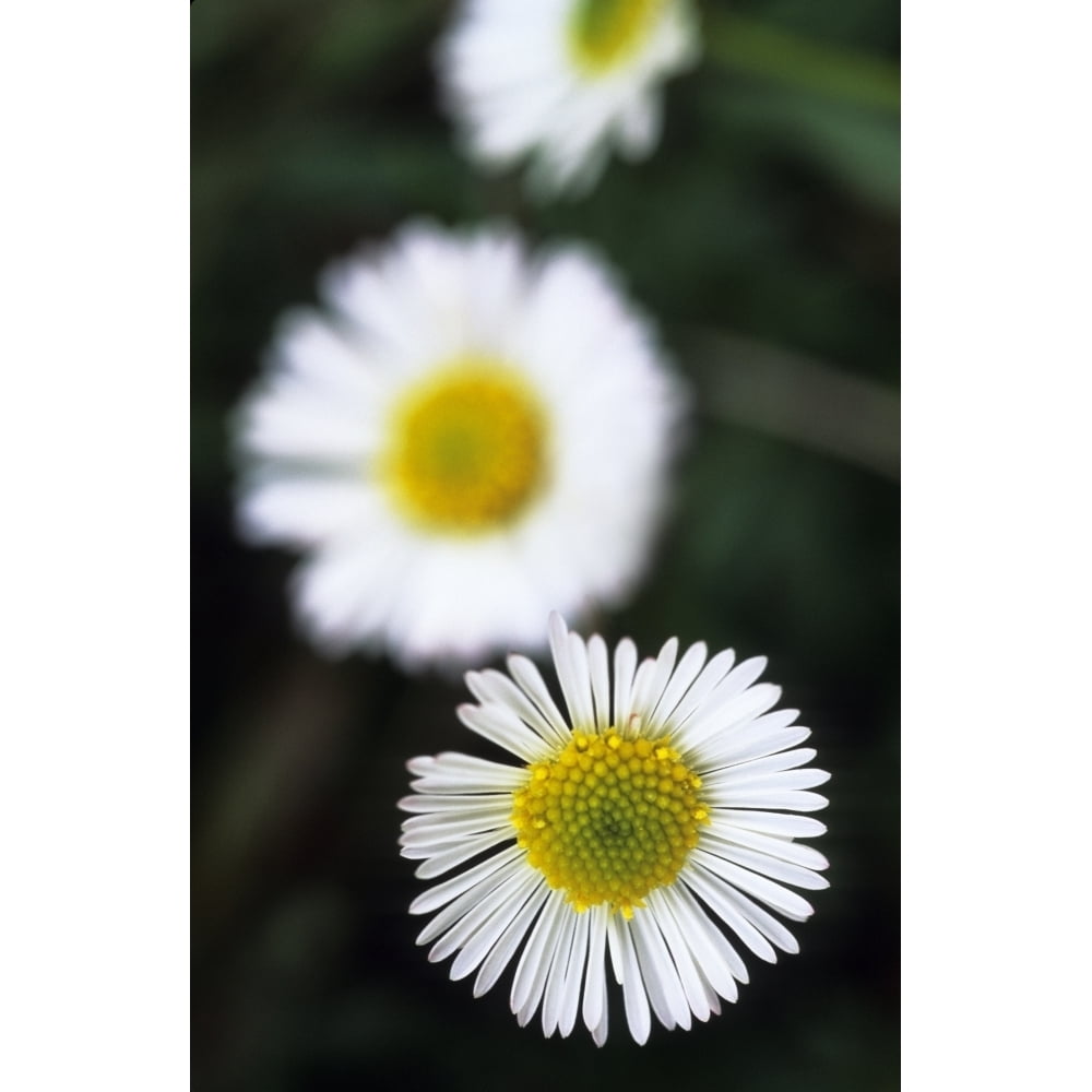 Selective Focus On One Of Three White And Yellow Daisys Poster Print ...