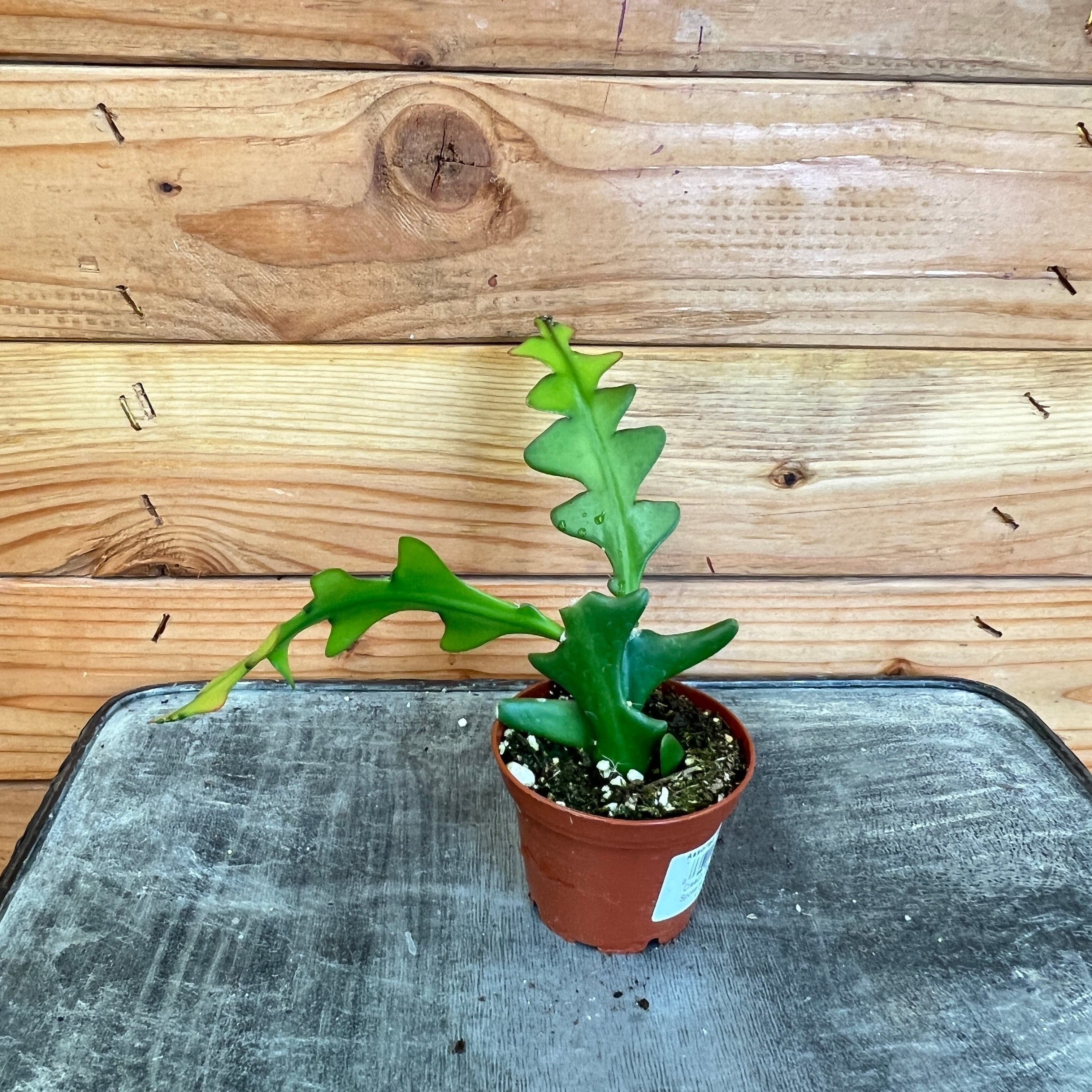 Selenicereus Anthonyanus Fishbone Cactus, 2" Plant - Walmart.com