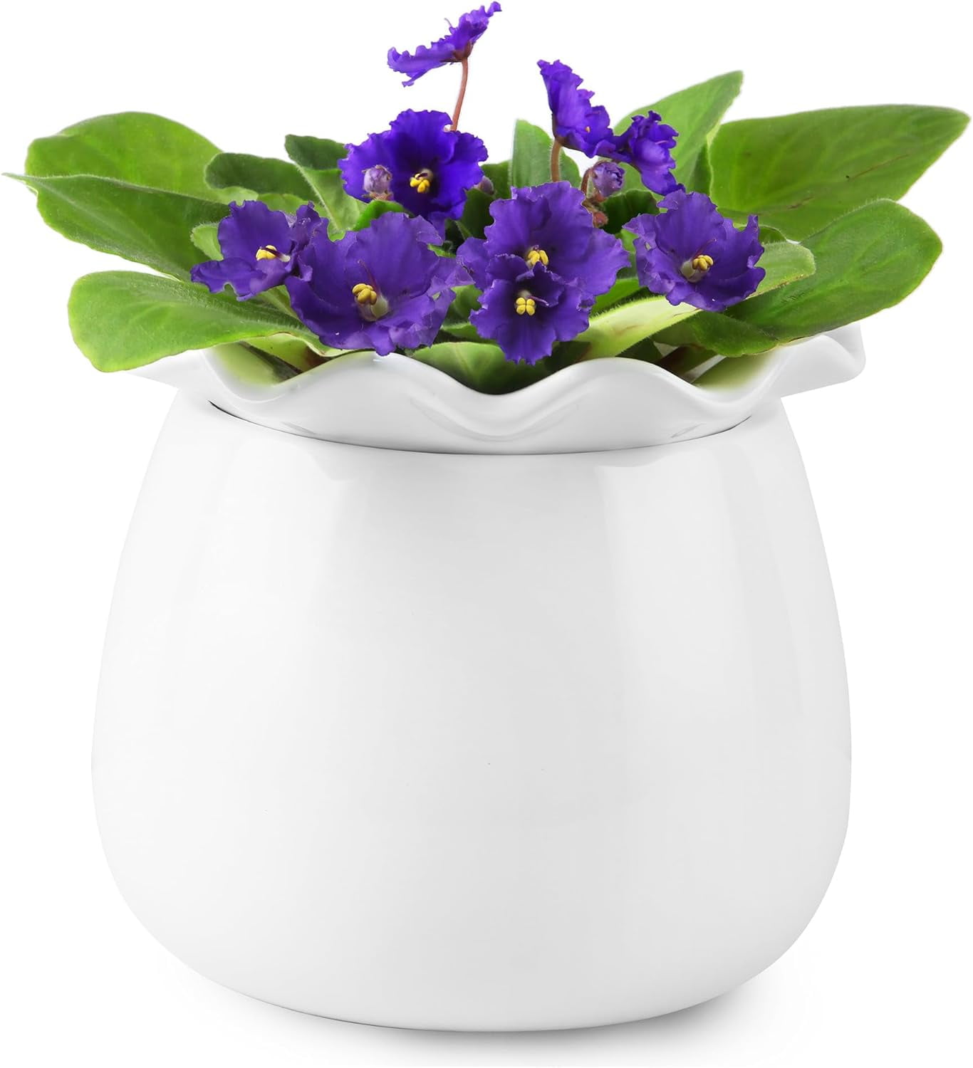 Self Watering Plant Pot, 6 Inch African Violet Pots Maintenance ...
