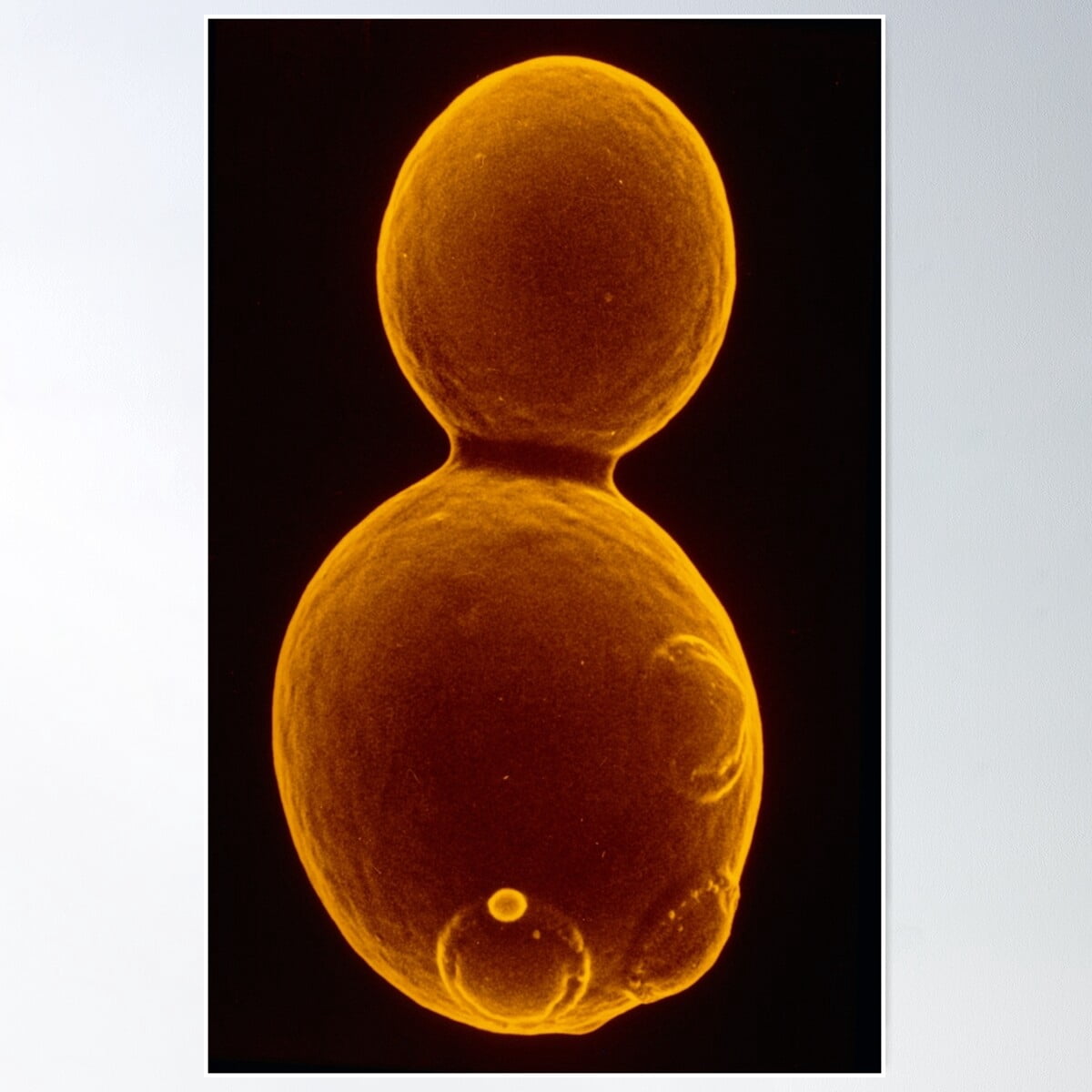 Sem Of Budding Yeast (B250/0175) Poster Wall Art, Modern Wall Decor For ...