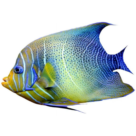 Semicircle Angelfish Sticker Coral Reef Phone Decal Water Bottle ...