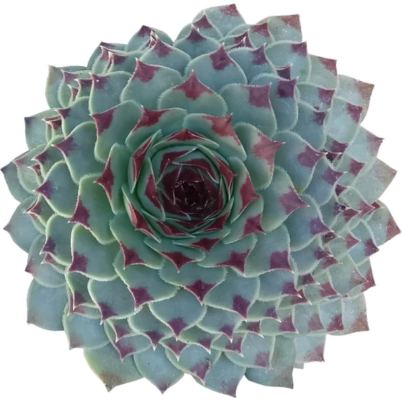 Sempervivum Calcareum (2"+ Plastic Pot) - Tiny, Lovely, Easy to Care ...