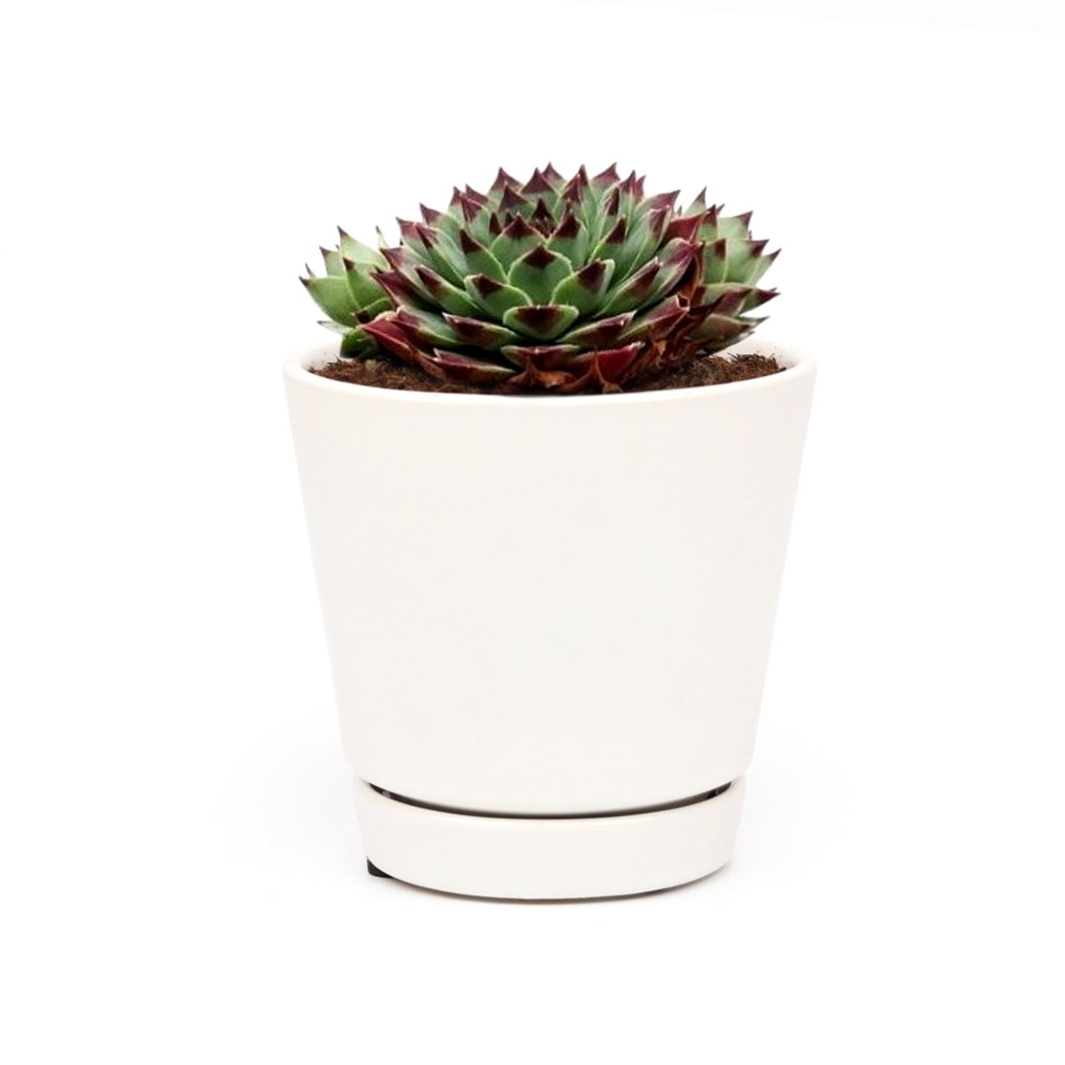 Sempervivum Calcareum (4"+ Minimalist Pot) - Tiny, Lovely, Easy to Care ...