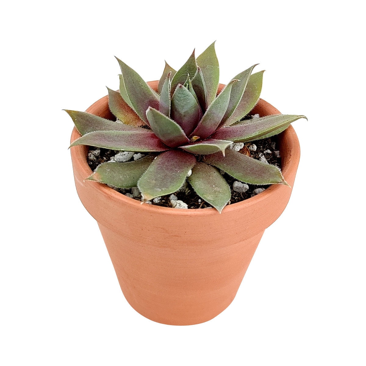 Sempervivum Red Lion (2"+ Clay Pot) - Tiny, Lovely, Easy to Care ...