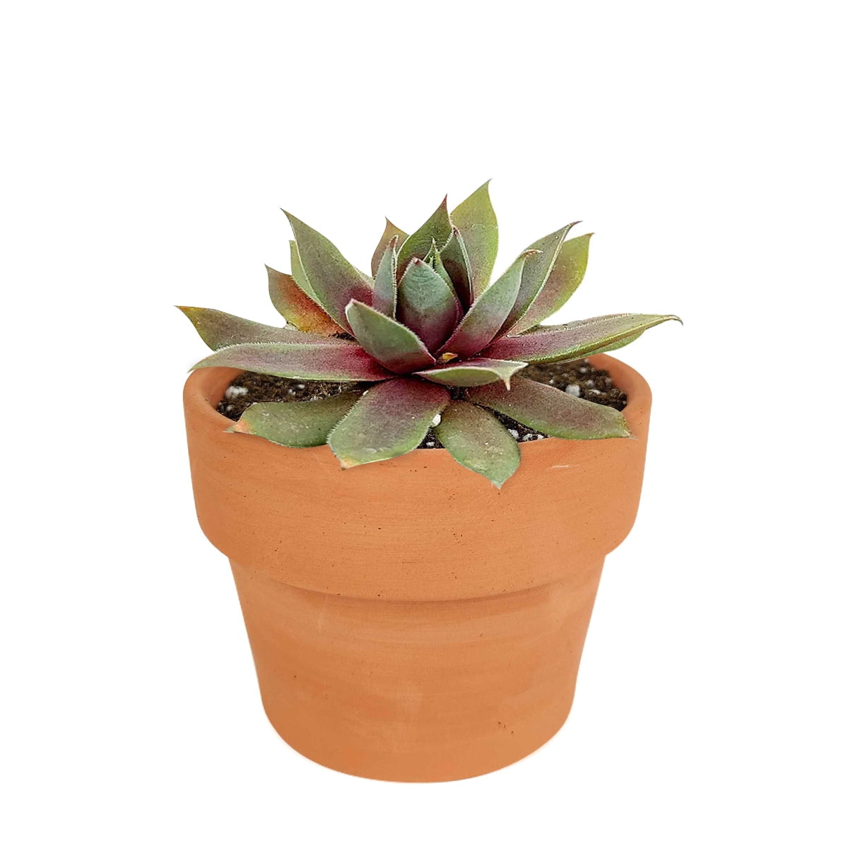 Sempervivum Red Lion (4"+ Clay Pot) - Tiny, Lovely, Easy to Care ...