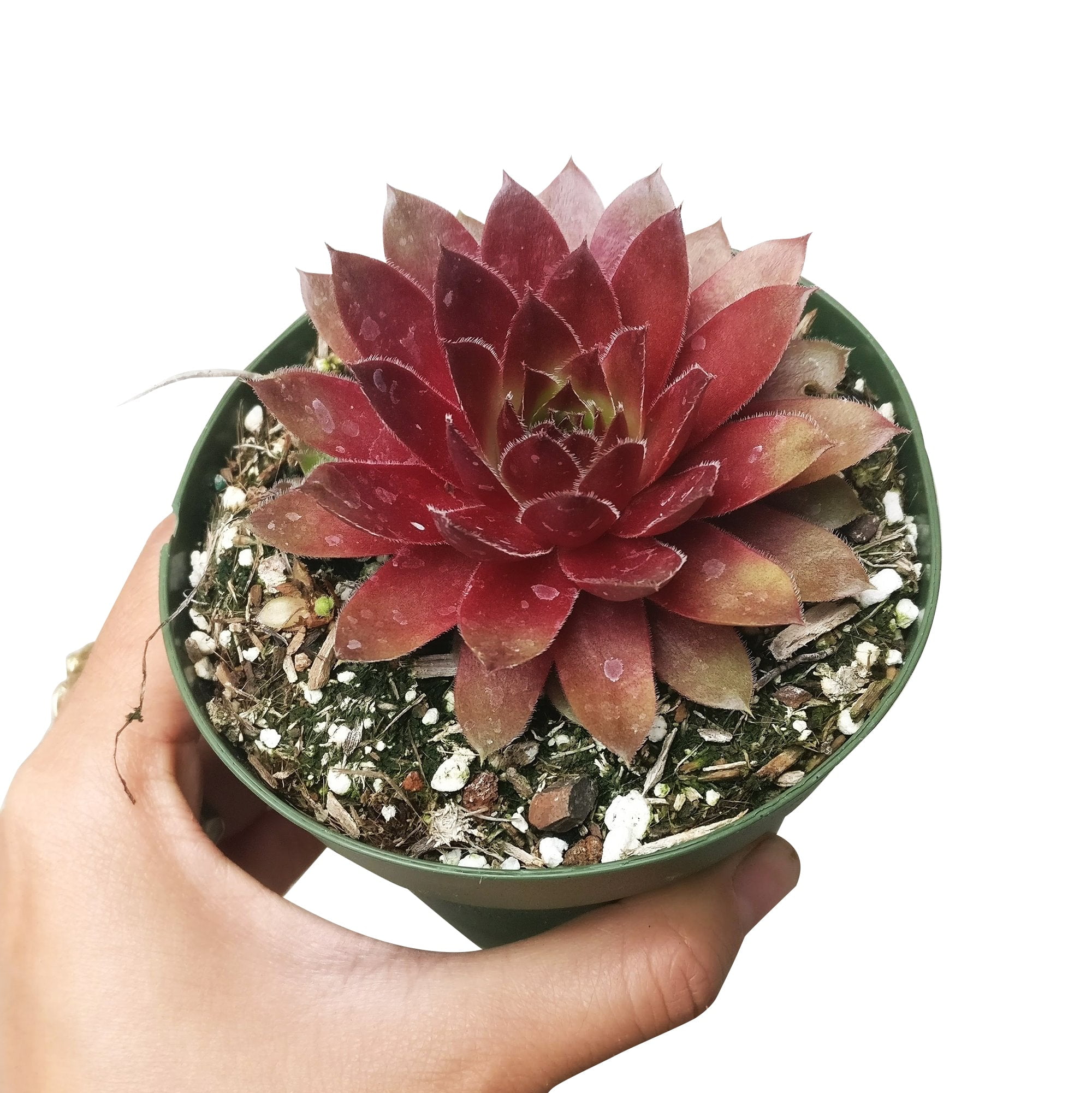 Sempervivum Red Lion (4"+ Plastic Pot) - Tiny, Lovely, Easy to Care ...