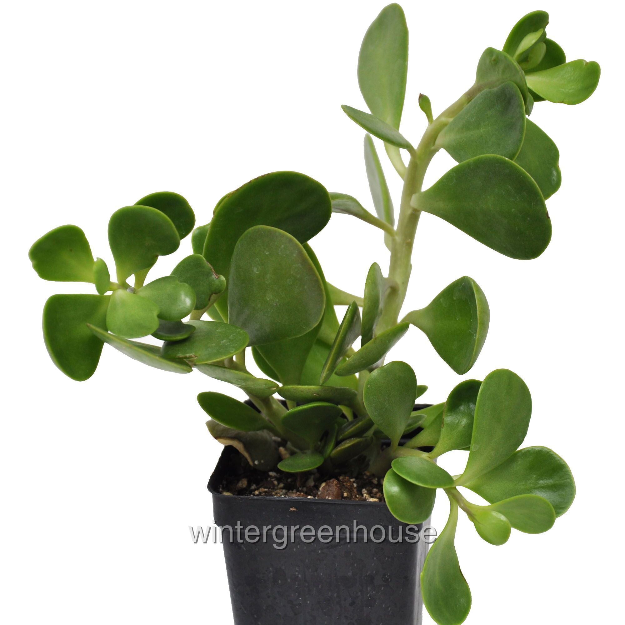 Senecio Jacobsenii Care