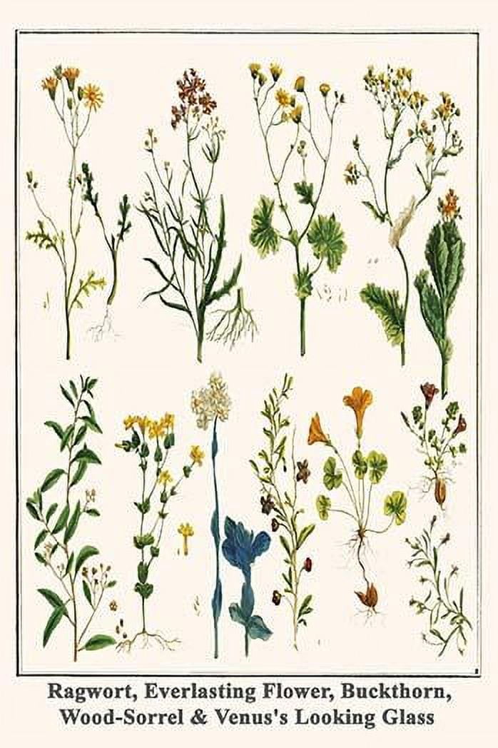 Senecio, Senecio arenarius, Sebaea exacoides, Helichrysum, Rhamnus ...