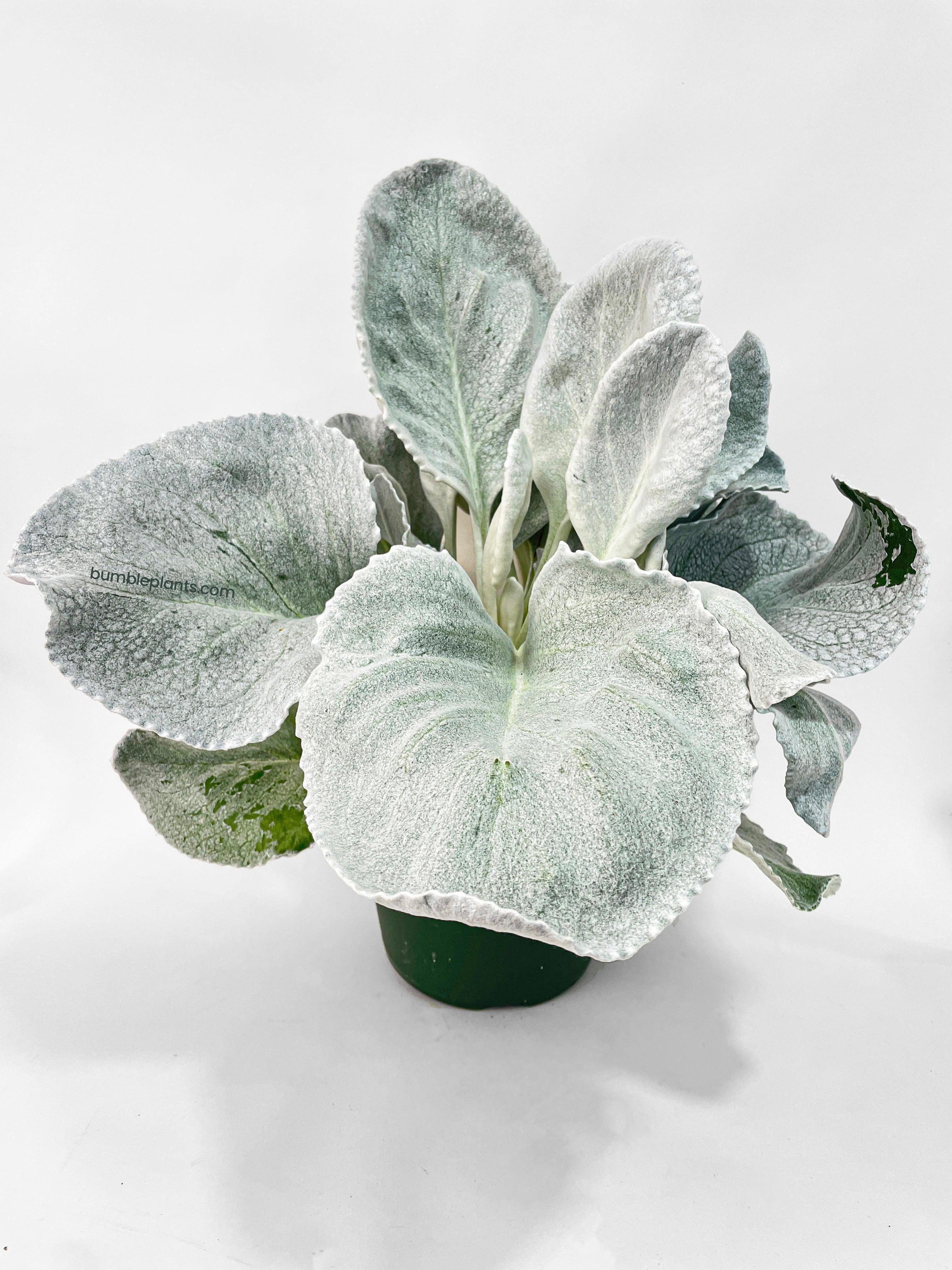 Bumble Plants Senecio White Fairy Dust Angel Wing Candicans - Full Live ...