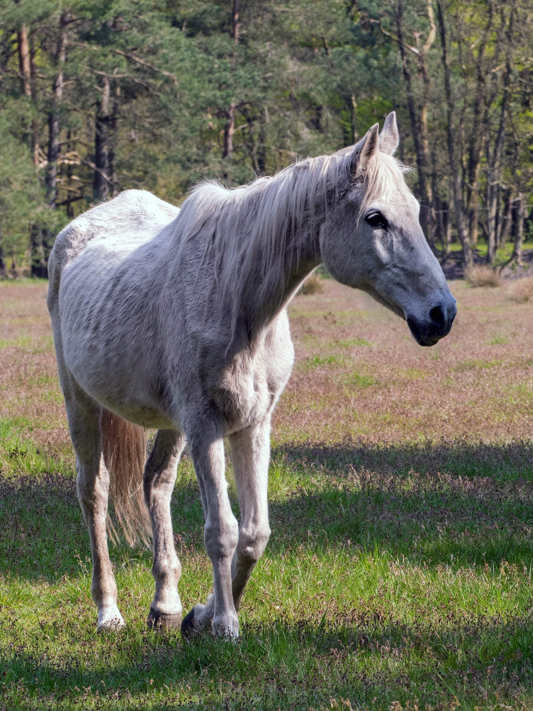 Senner Horse Breed Germany Senne GLOSSY POSTER PICTURE PHOTO PRINT ...