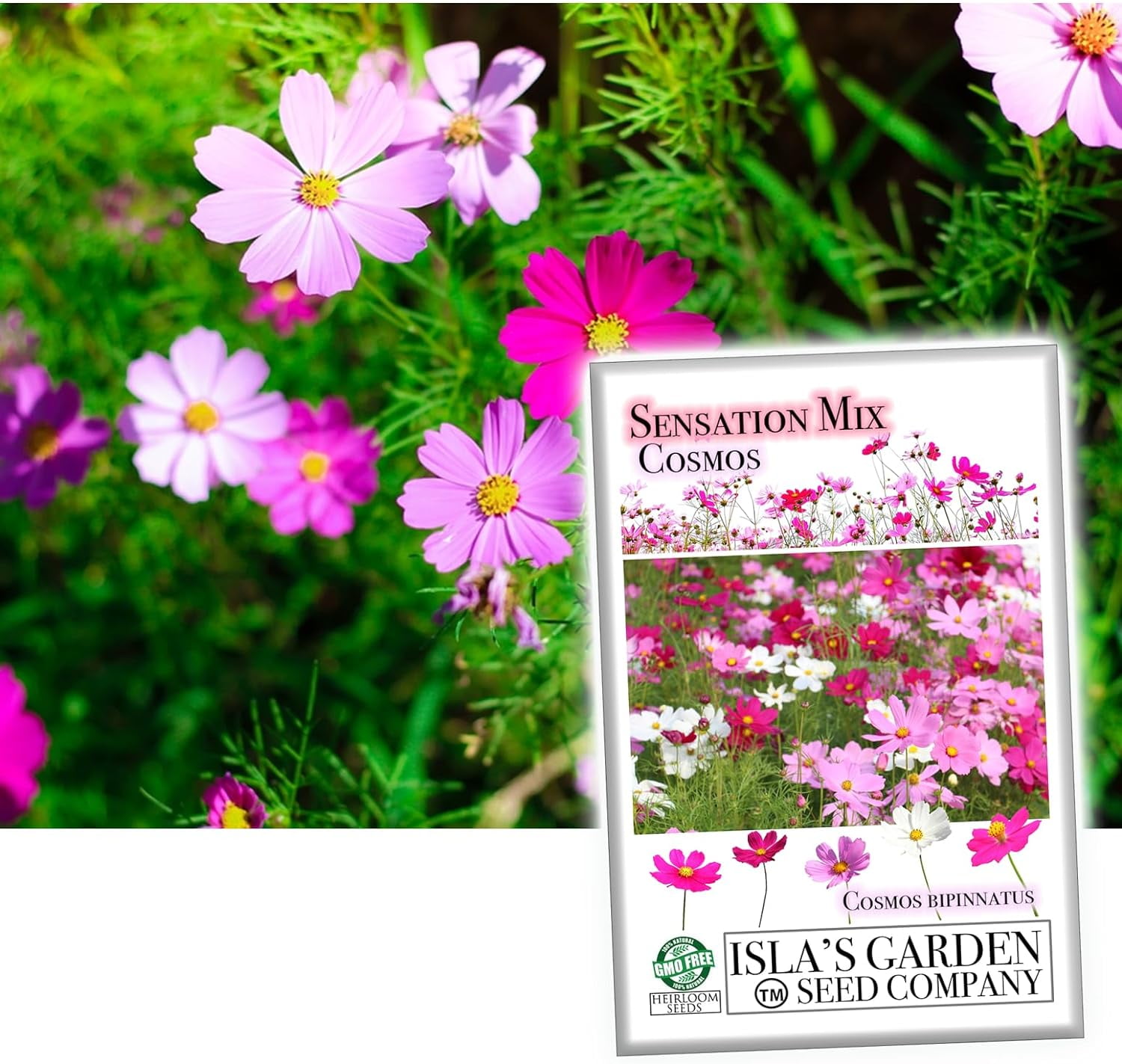 "Sensation Mix" Cosmos Flower Seeds for Planting, 100+ Seeds Per Packet ...