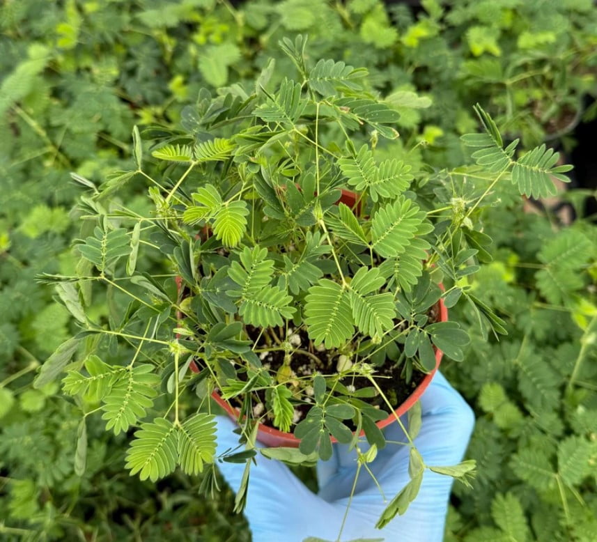 Sensitive Plant Live Plant in 4" pot - Mimosa Pudica - Touch Me Not ...