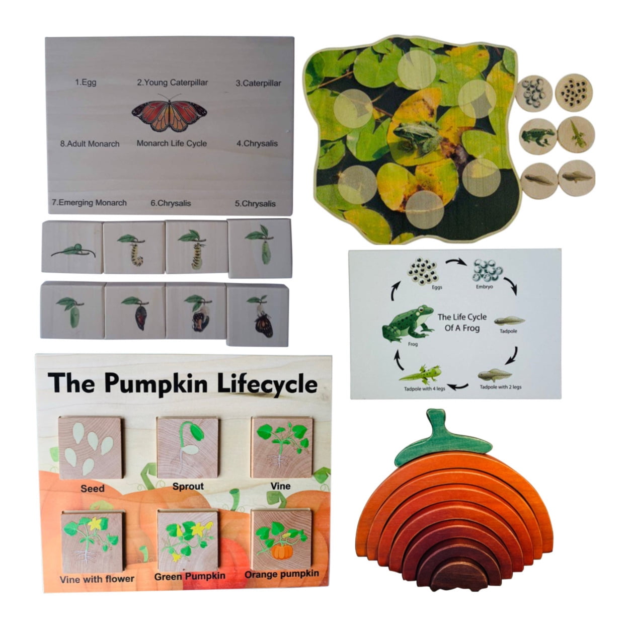 SensoryPlayStore Montessori Wooden Animals and Plant Life Cycles ...