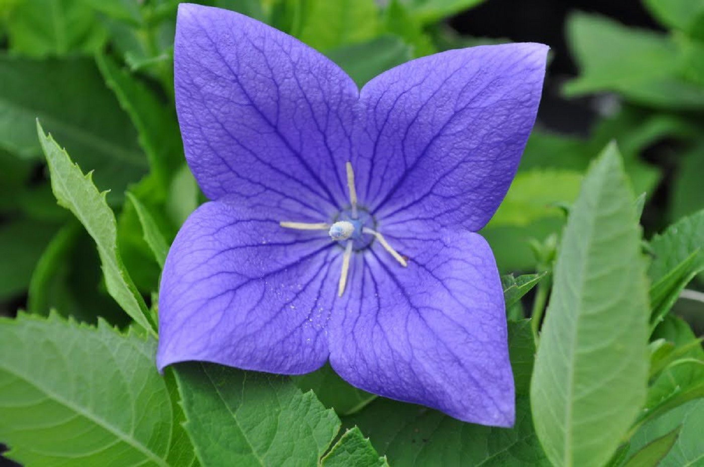 Sentimental Blue Balloon Flower - Platycodon - Gallon Pot - Perennial ...