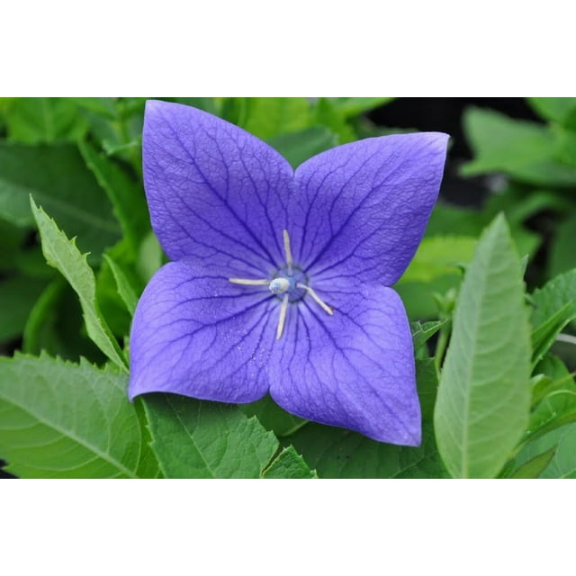 Sentimental Blue Balloon Flower - Platycodon - Gallon Pot - Perennial ...